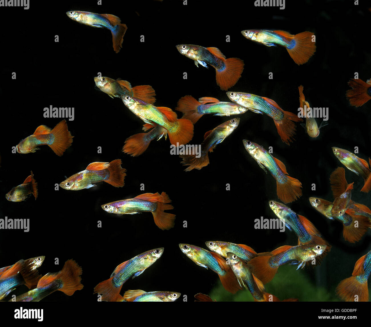 Guppy, poecilia reticulata, Aquarium Fishes Stock Photo - Alamy