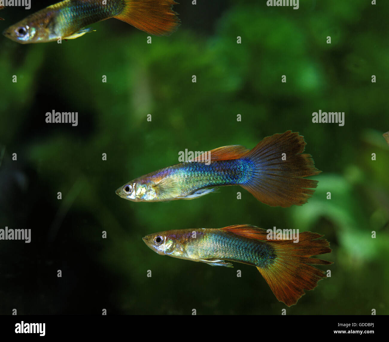 Guppy poecilia reticulata aquarium fish hi-res stock photography and ...