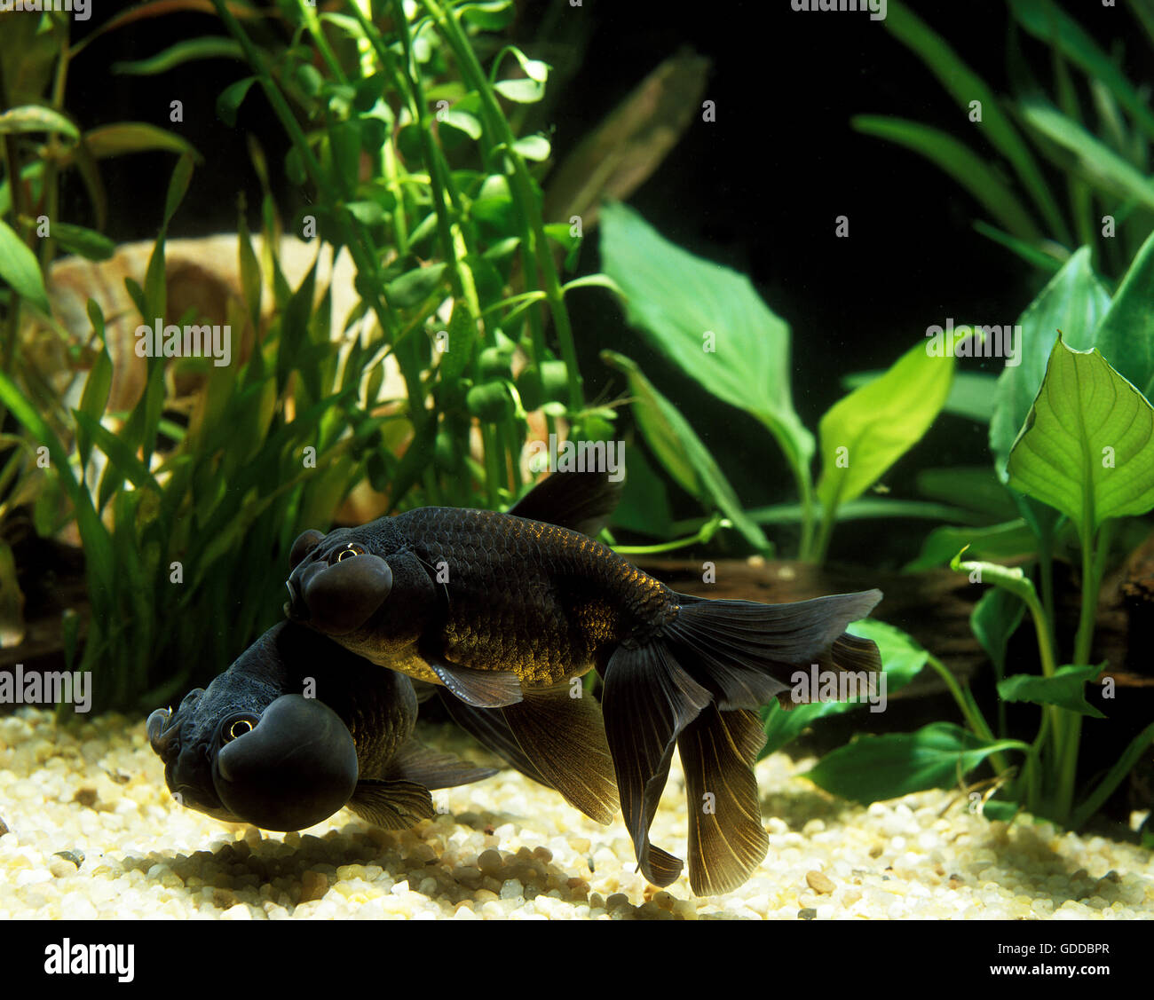 Black Bubble Eye Goldfish