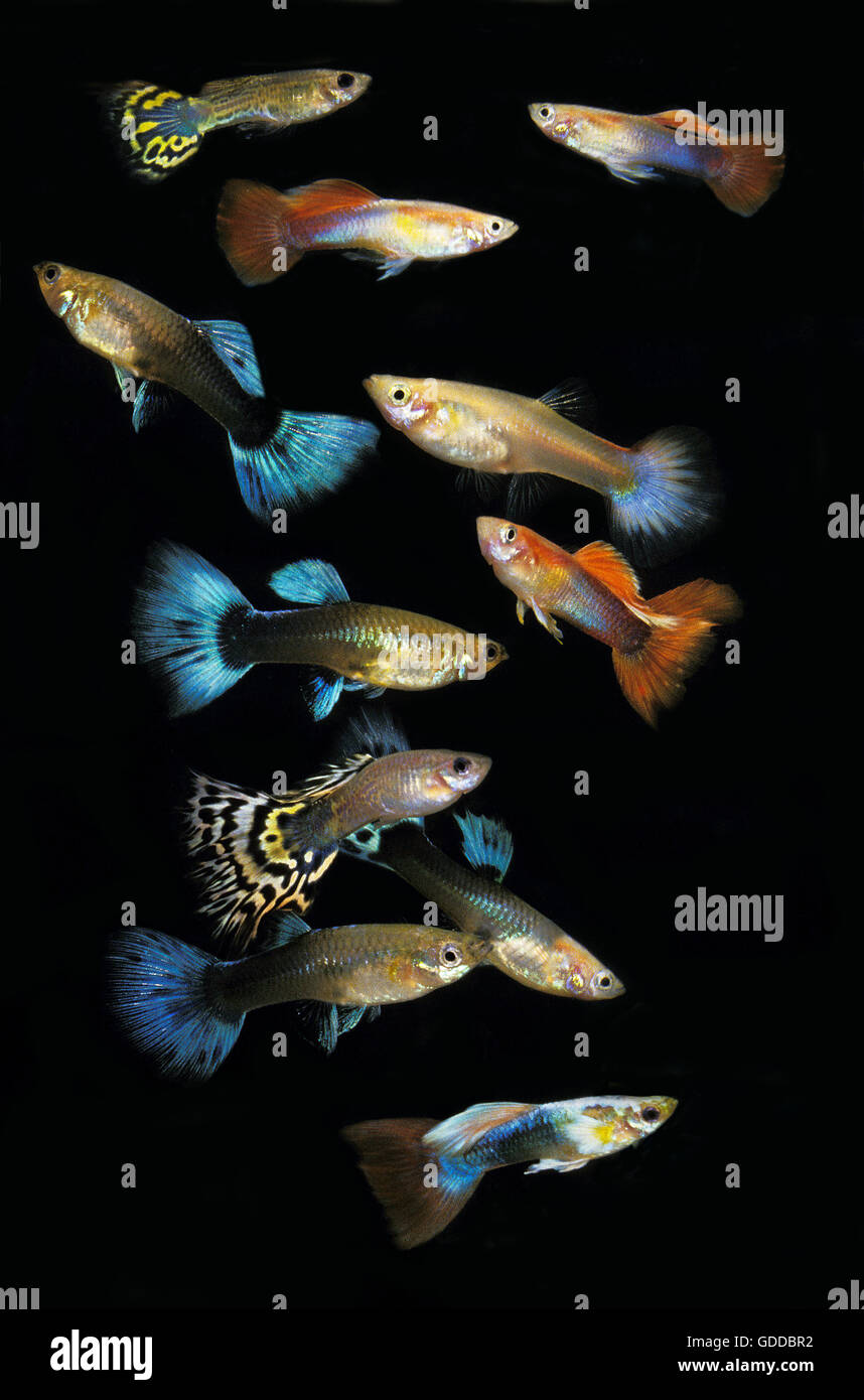 GUPPY poecilia reticulata Stock Photo - Alamy