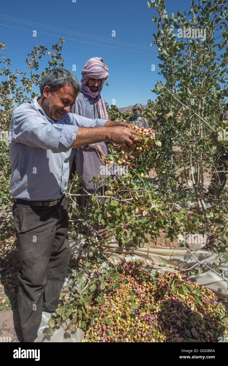 Pistachio plantation hi-res stock photography and images - Alamy