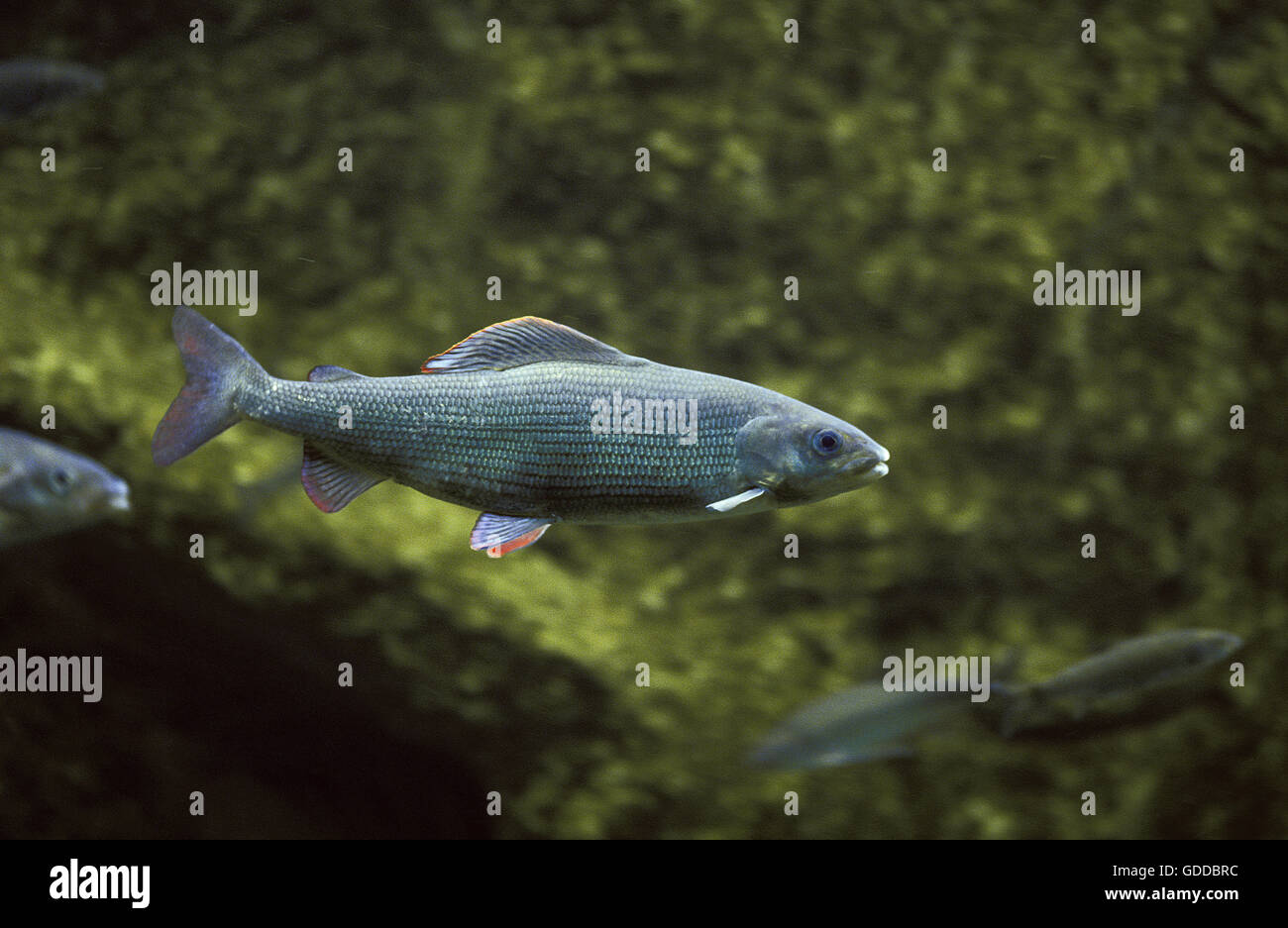 Thymallus underwater hi-res stock photography and images - Alamy