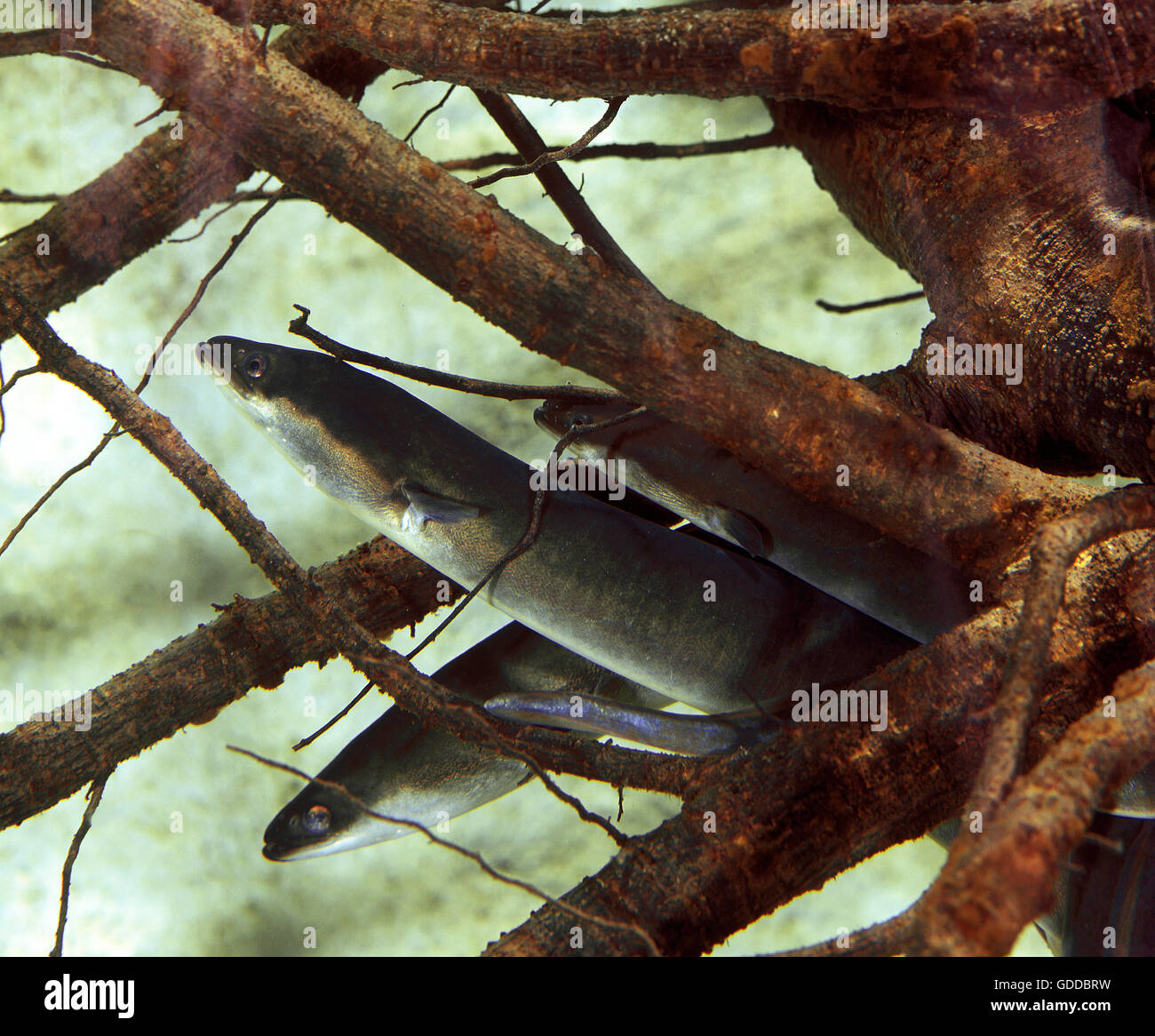 Common eel hi-res stock photography and images - Alamy