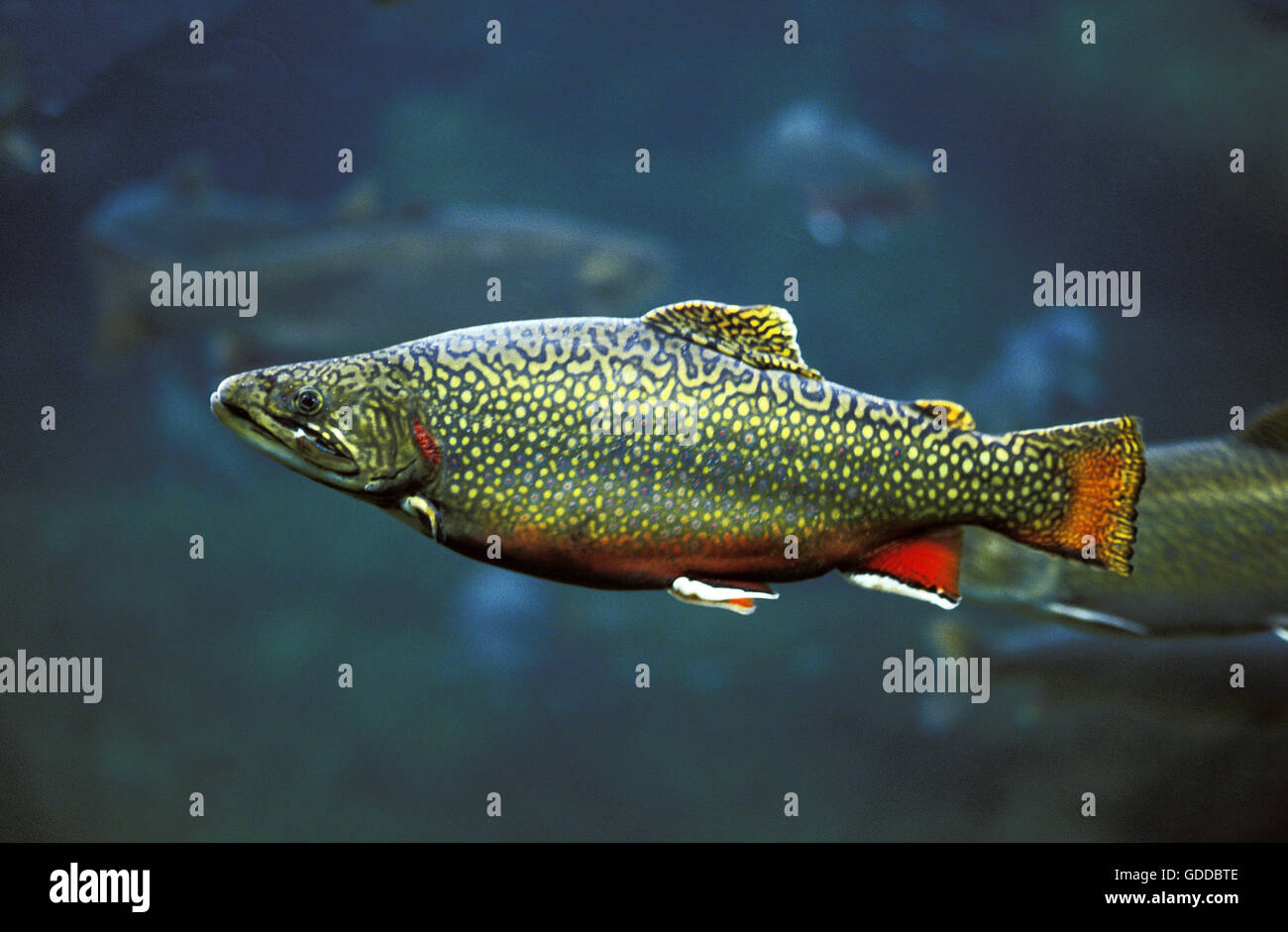 Brook Trout Adult