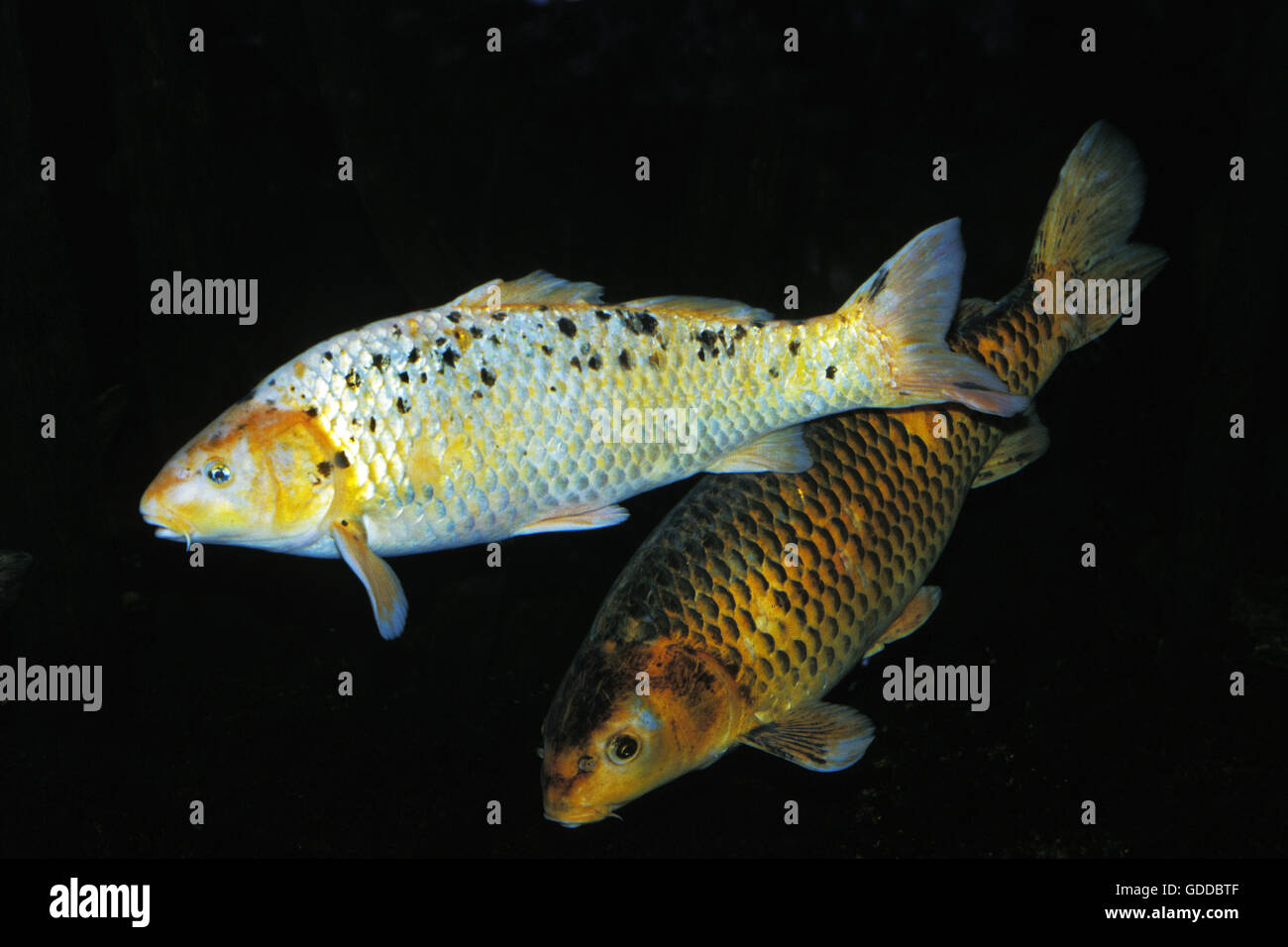 Koi Carp, cyprinus carpio Stock Photo - Alamy