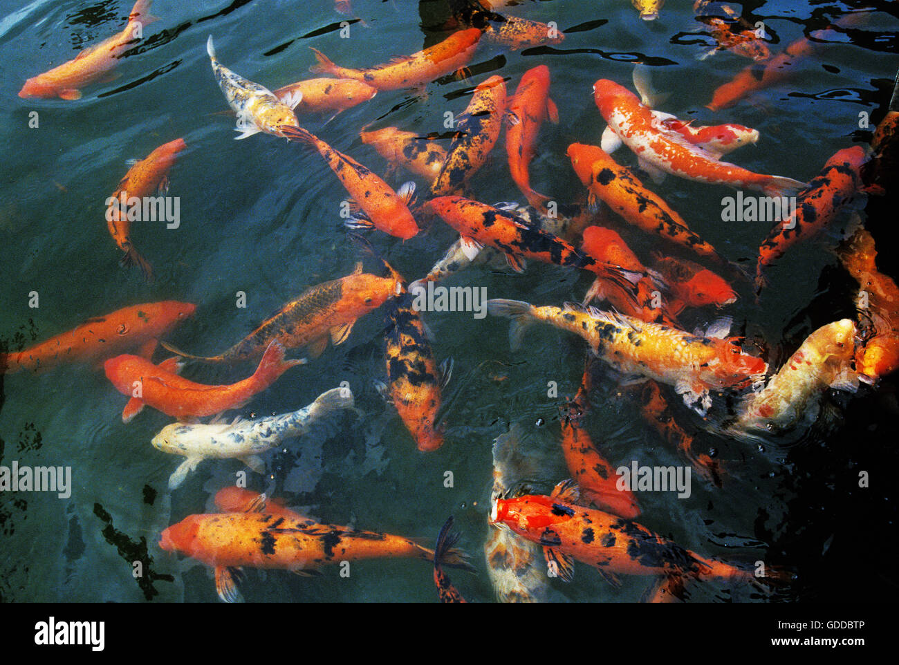 Koi Carp, cyprinus carpio Stock Photo - Alamy