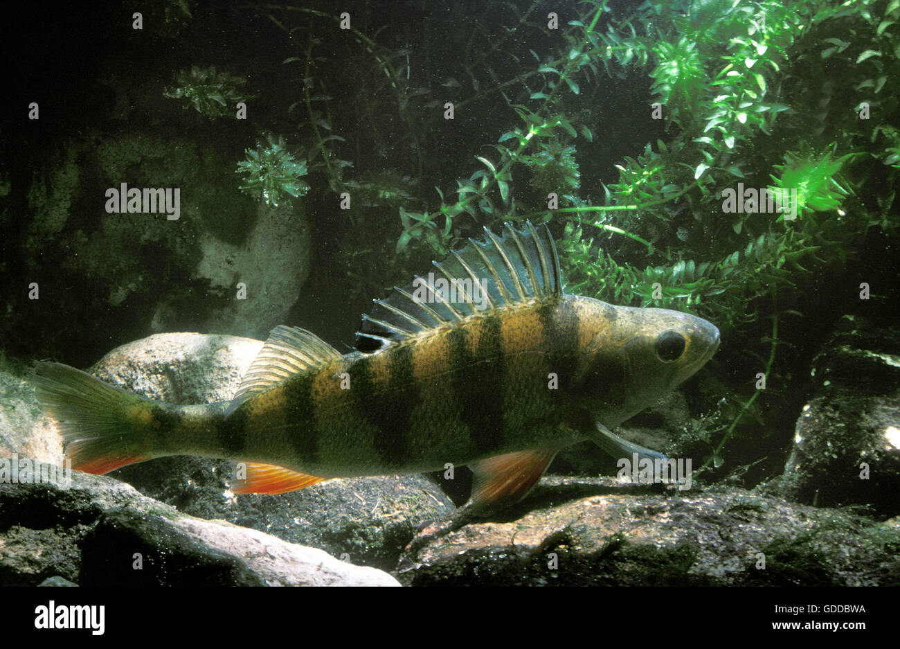 Perches perciformes hi-res stock photography and images - Alamy