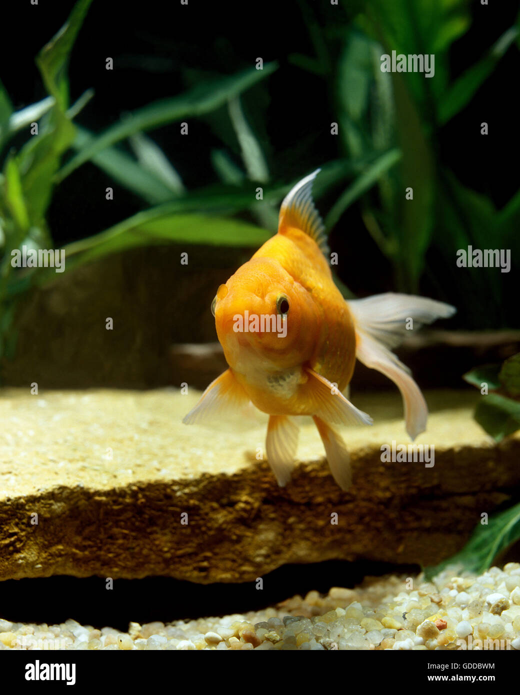 Goldfish, carassius auratus Stock Photo - Alamy