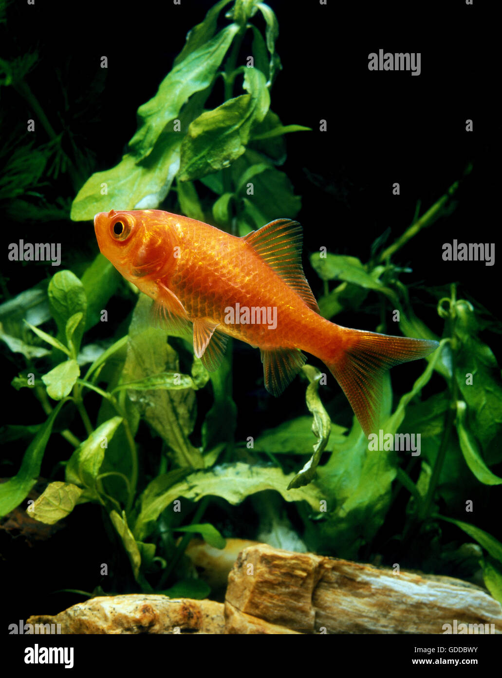 GOLDFISH carassius auratus, ADULT Stock Photo - Alamy