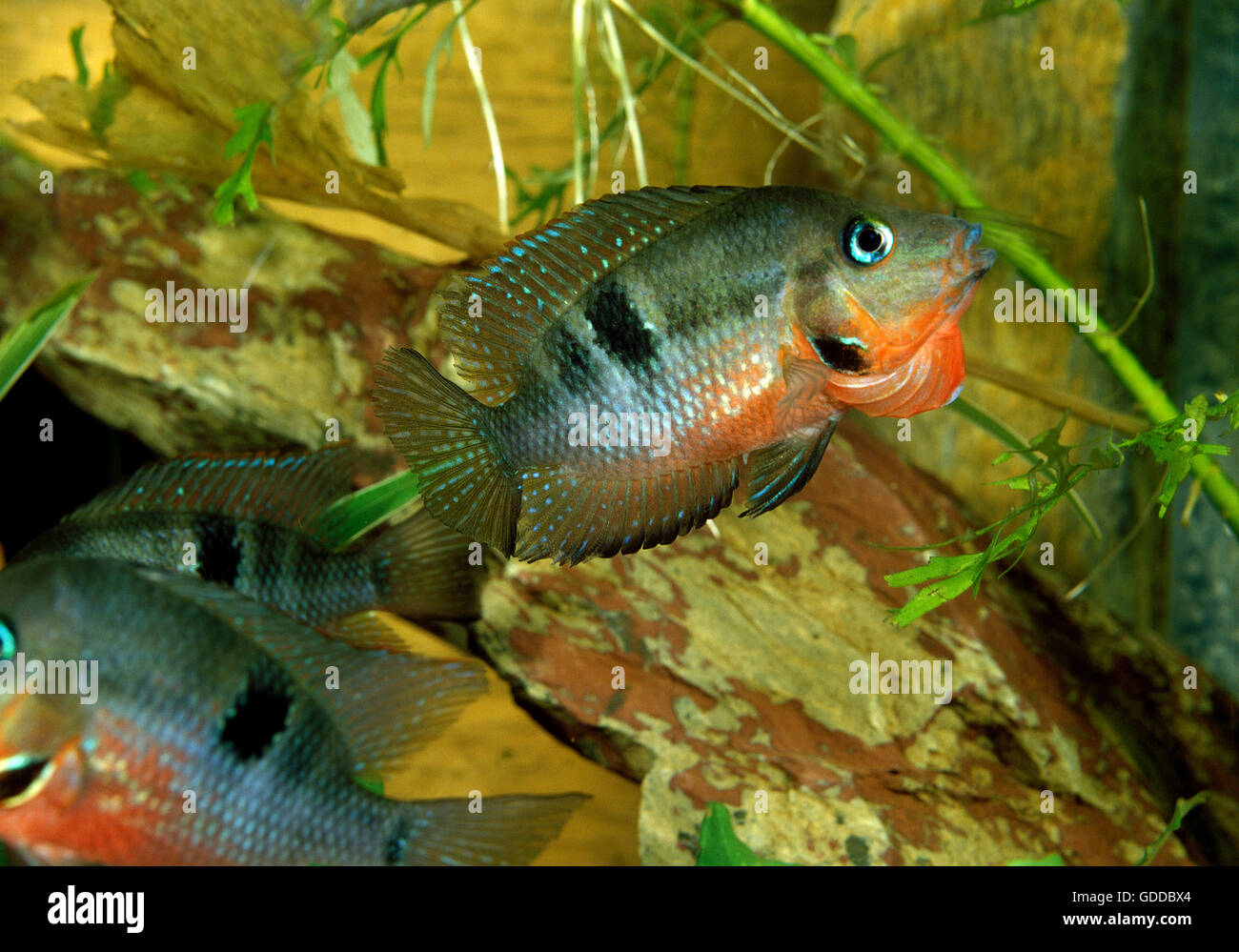 Firemouth Cichlid or Firemouth Meeki Fish, thorichthys meeki, Adult ...