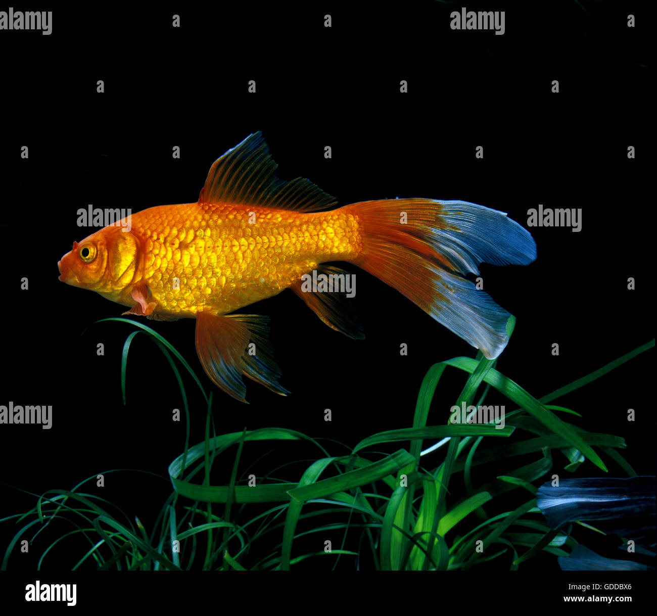 Fully Grown Comet Goldfish