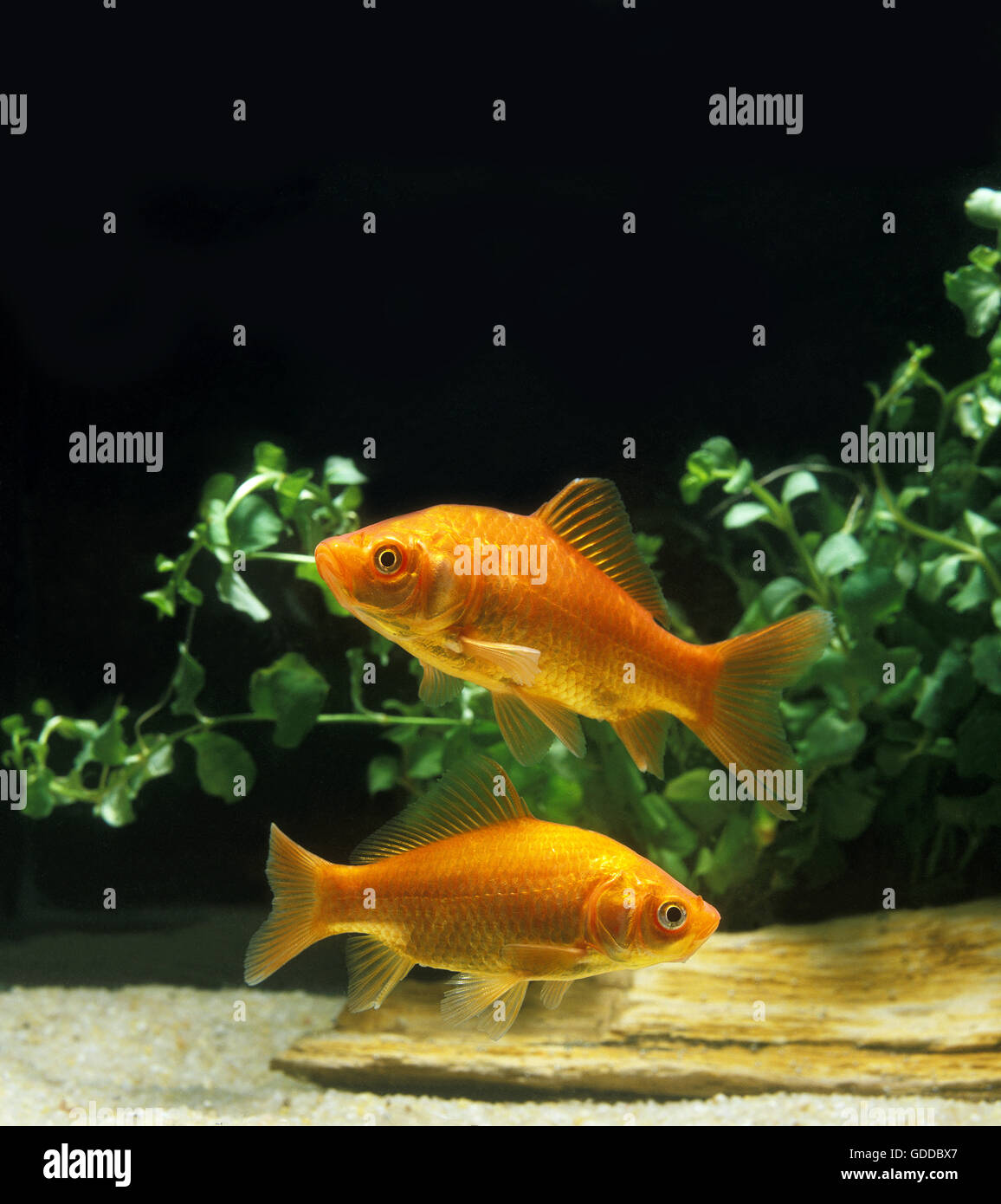 GOLDFISH carassius auratus, ADULTS Stock Photo - Alamy