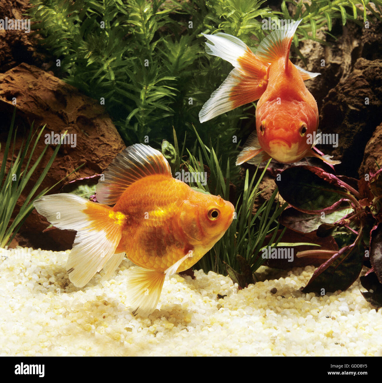 Two goldfish hi-res stock photography and images - Alamy