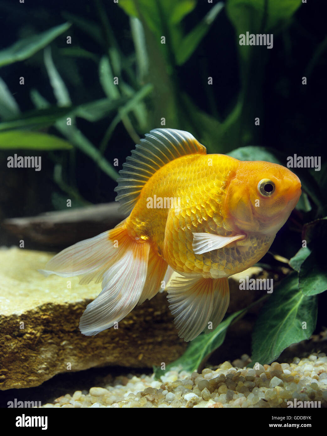 Goldfisch - Carassius auratus auratus (9-12cm)