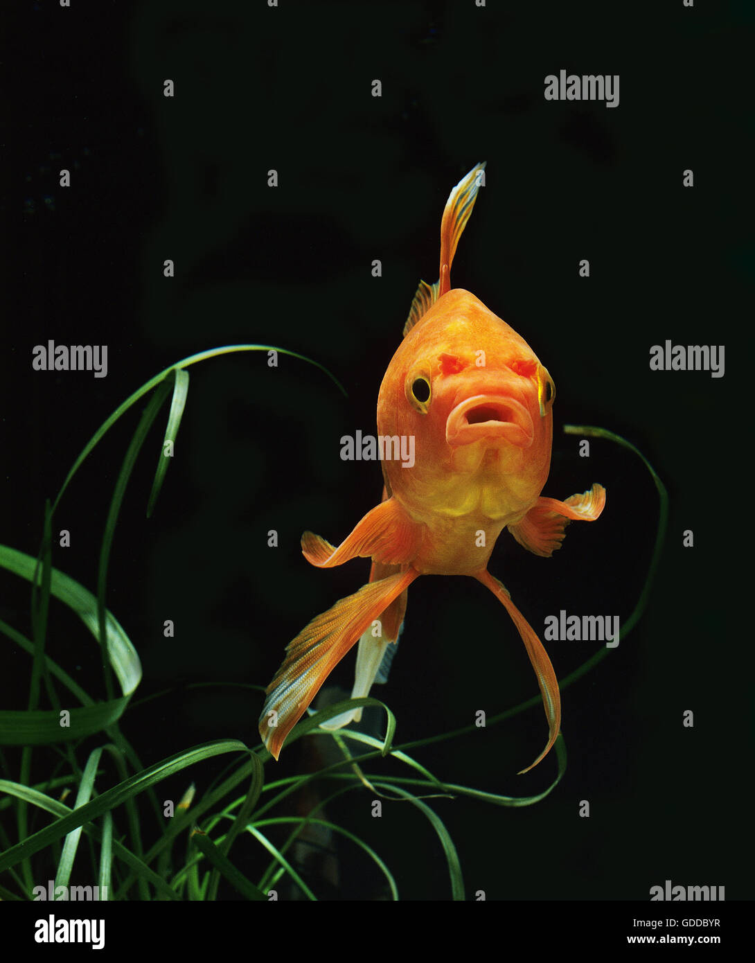 Goldfish, carassius auratus Stock Photo - Alamy