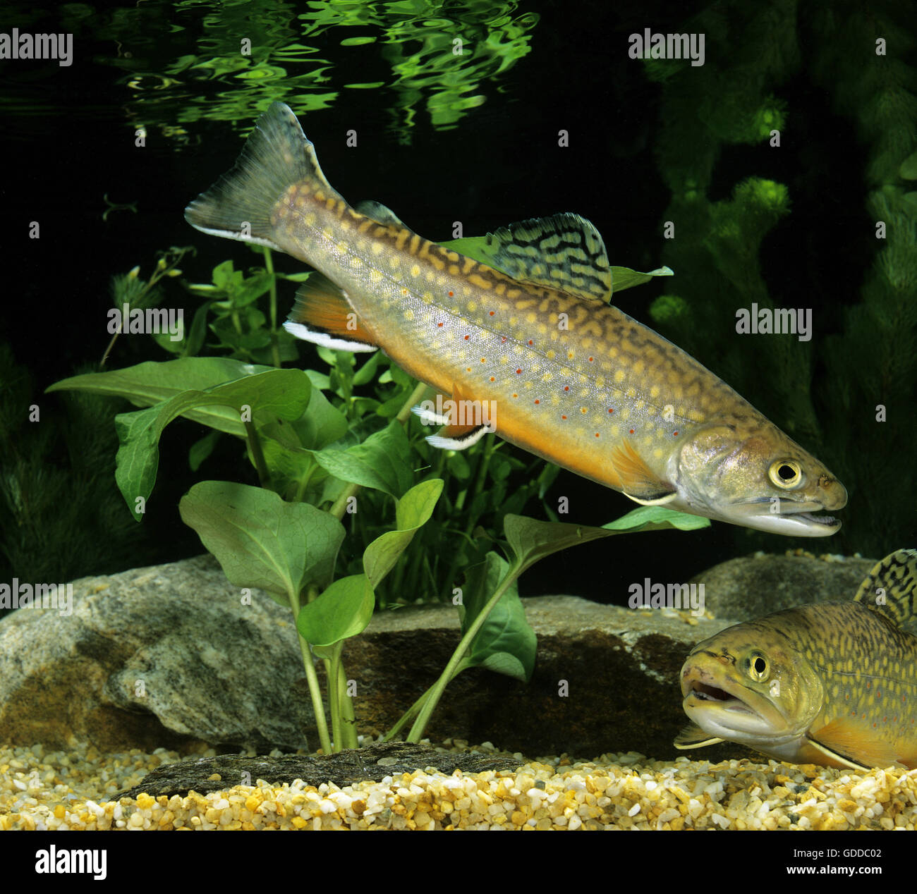 Brook trout salvelinus fontinalis brook hi-res stock photography and ...
