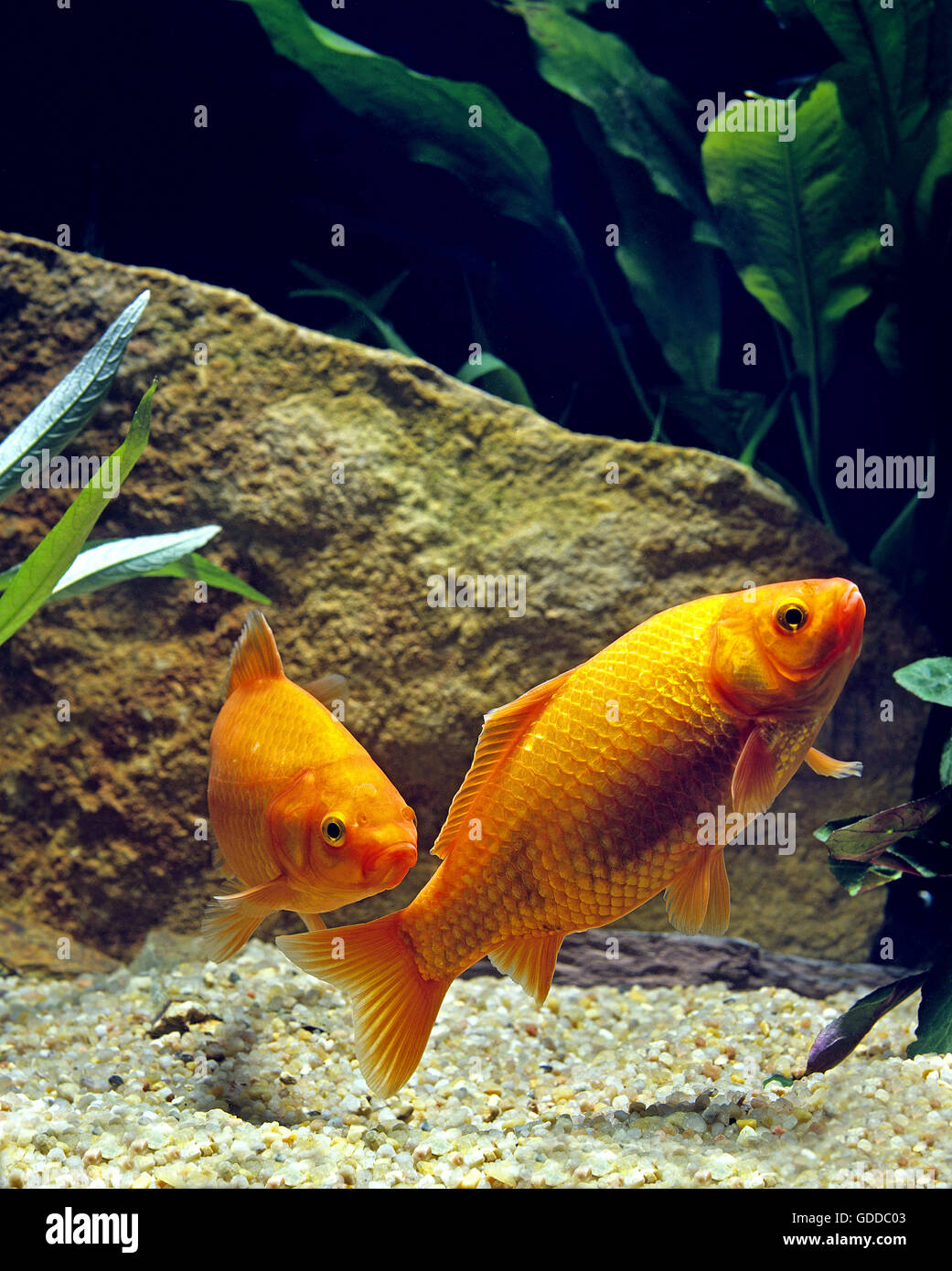 Goldfish, carassius auratus Stock Photo - Alamy