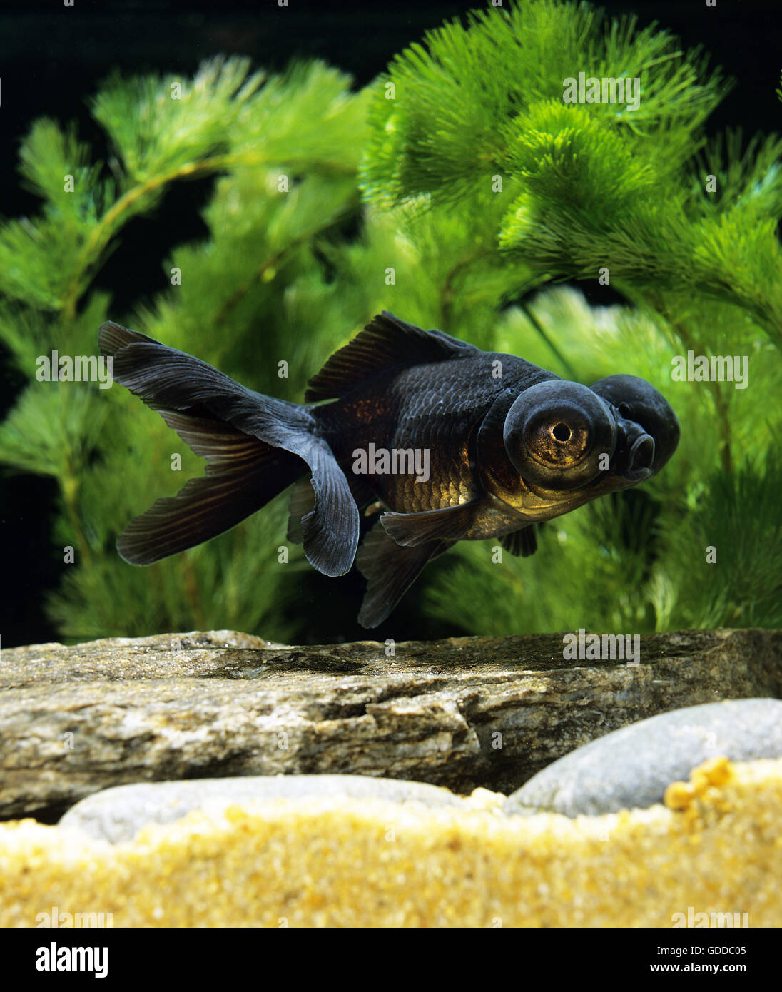 Dragon Eye Goldfish or Telescop Goldfish, carassius auratus Stock Photo ...
