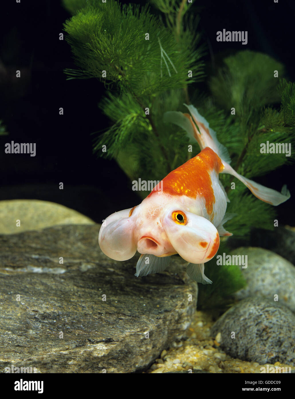 Baby Bubble Eye Goldfish