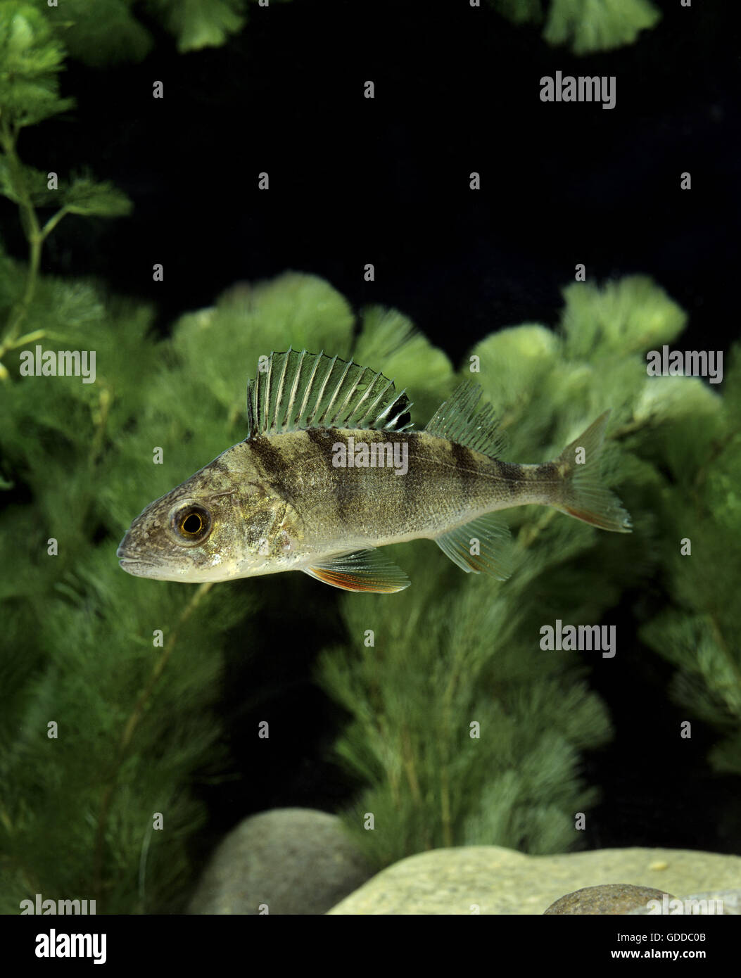 European Perch, perca fluviatilis Stock Photo - Alamy