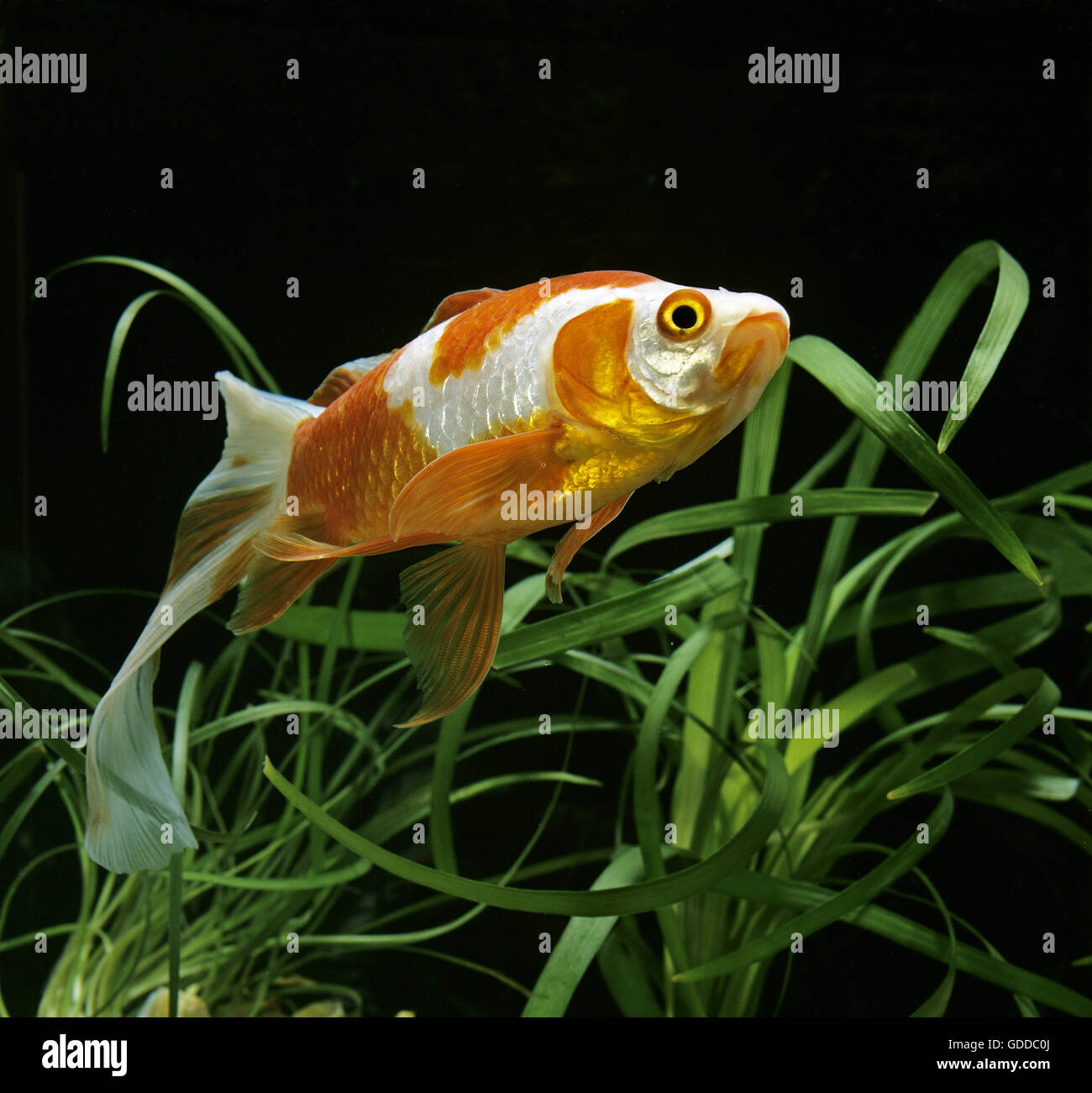 Veiltail goldfish carassius auratus hi-res stock photography and images ...
