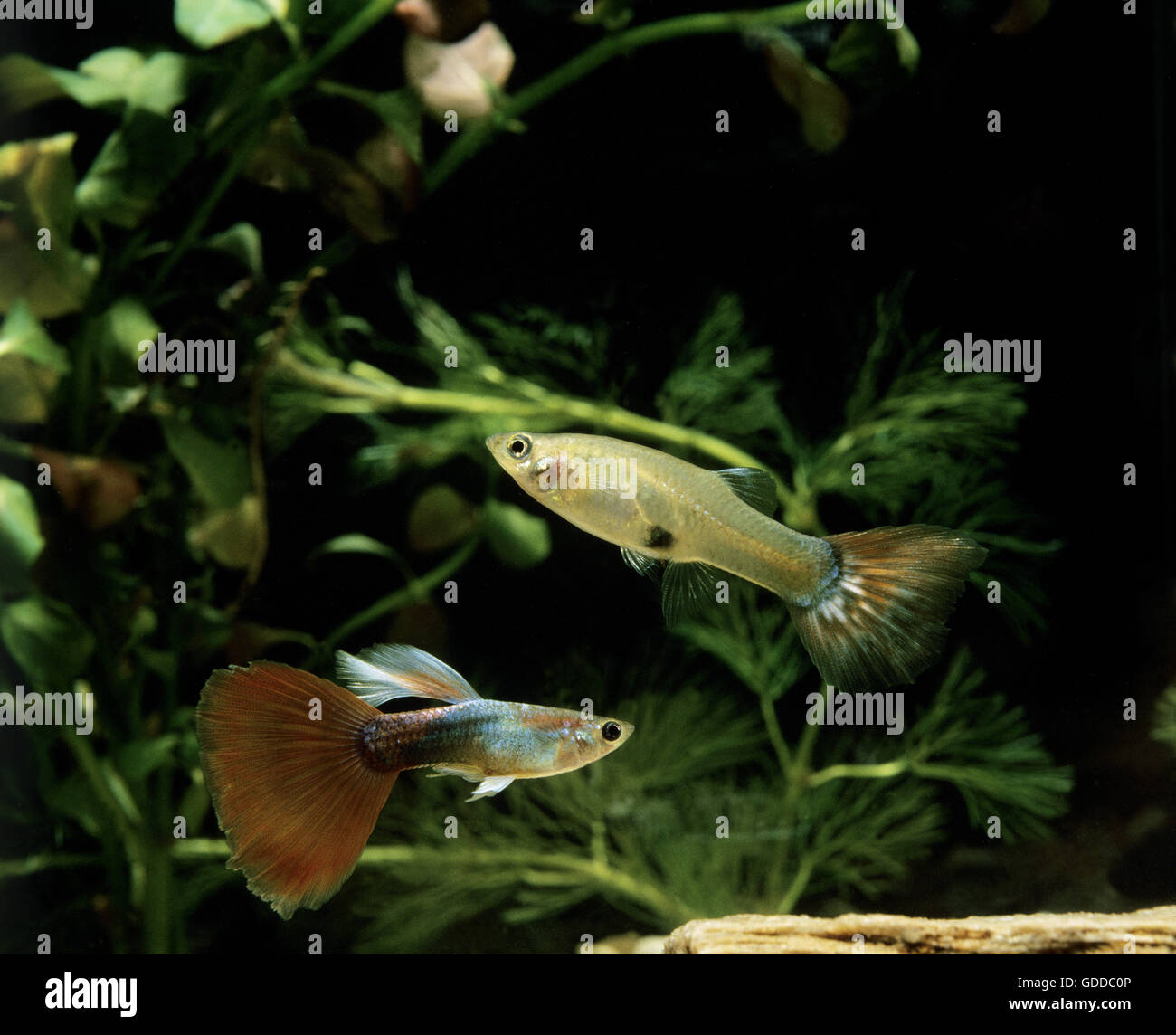 Guppy, poecilia reticulata, Aquarium Fishes, Pair Stock Photo - Alamy