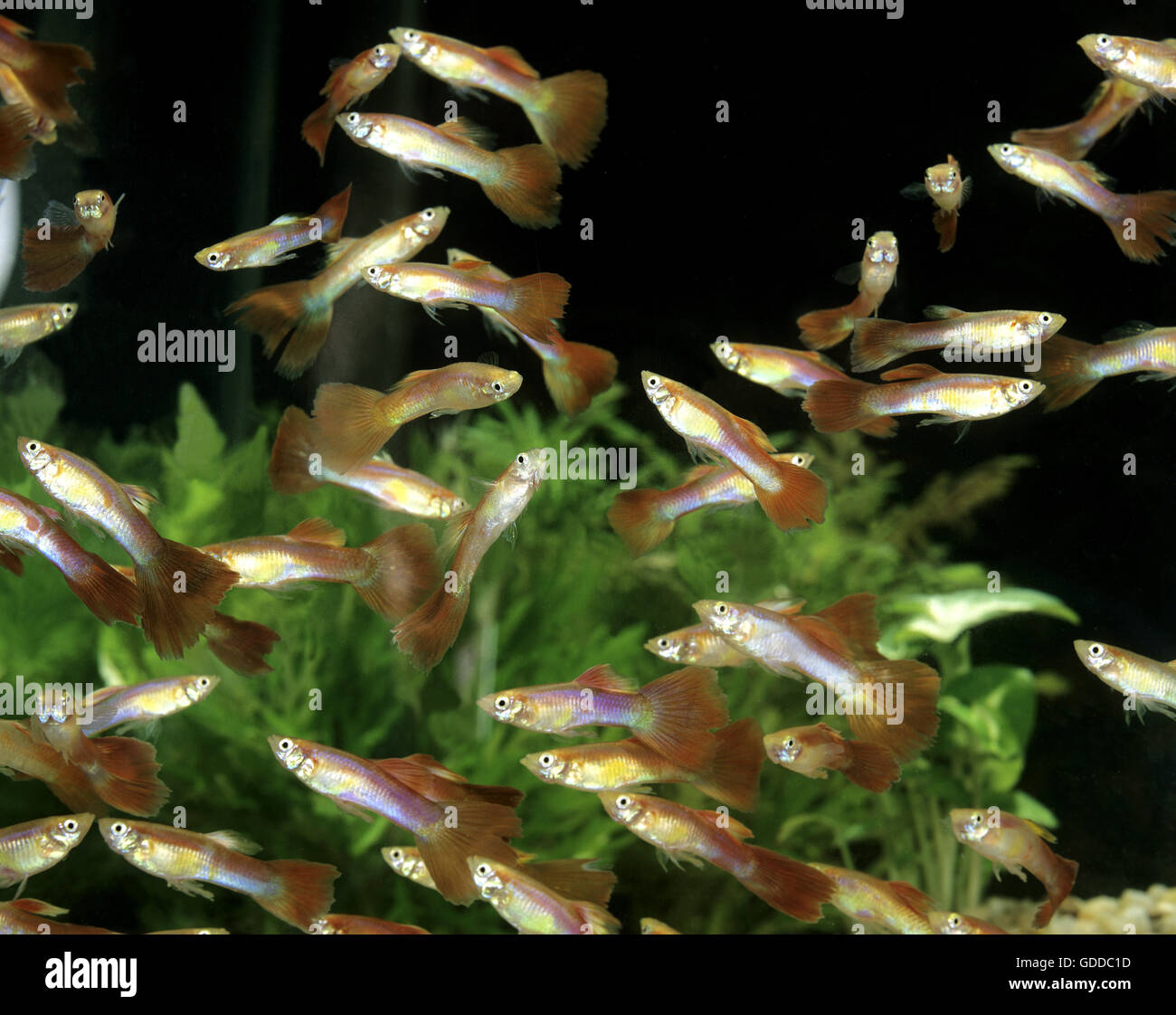 Guppy poecilia reticulata aquarium fish hi-res stock photography and ...
