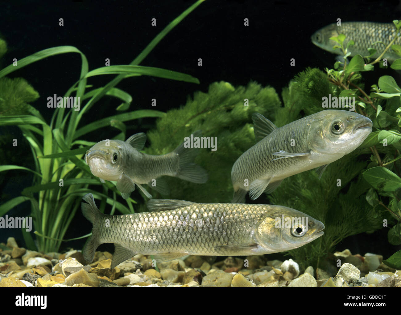 Baby Grass Carp