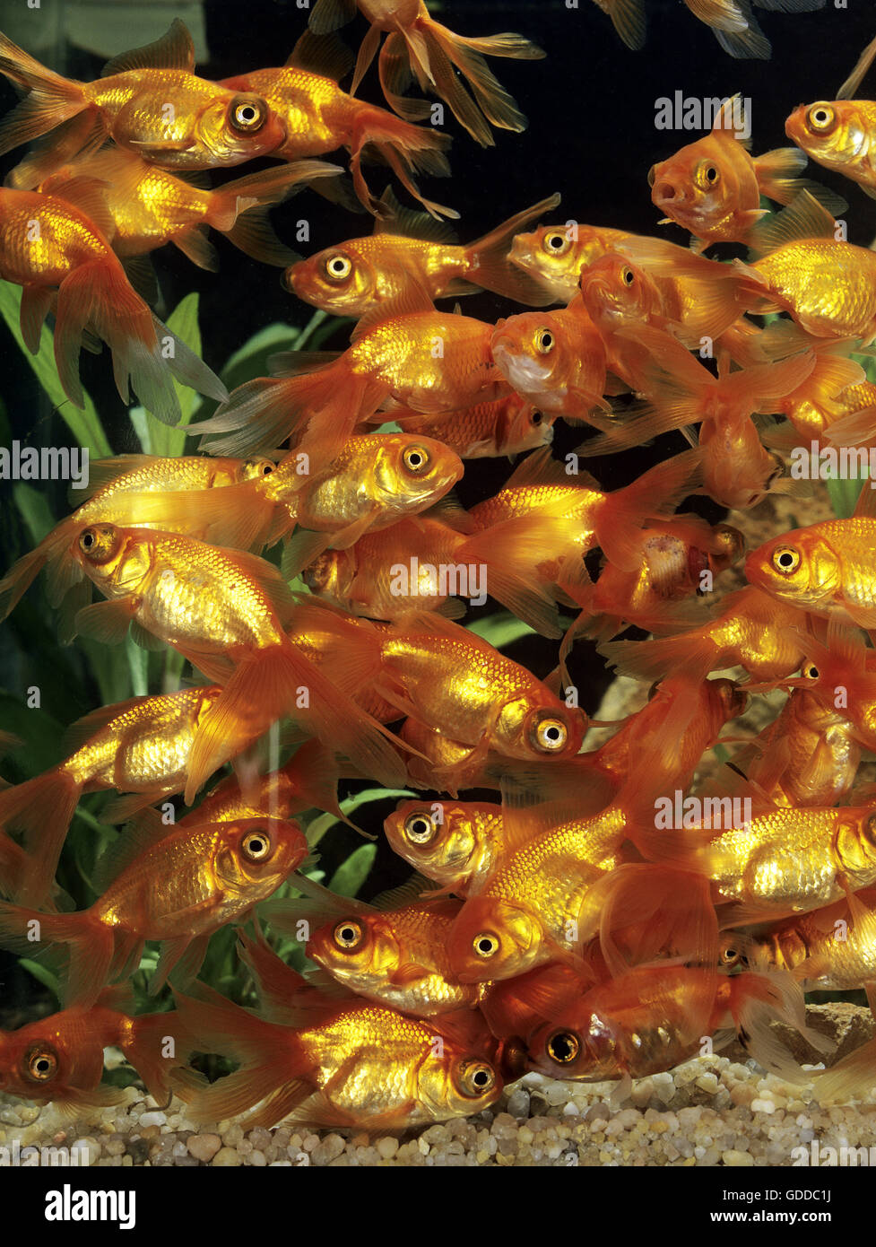 Dragon eye goldfish or telescop goldfish hi-res stock photography and ...
