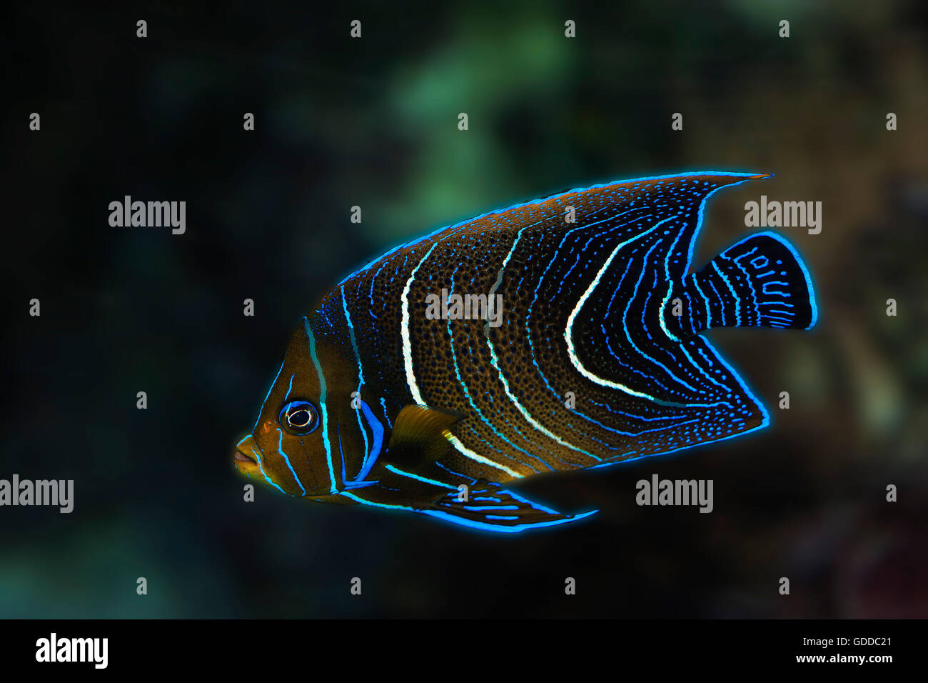 EMPEROR ANGELFISH pomacanthus imperator, JUVENILE Stock Photo - Alamy EMPEROR ANGELFISH pomacanthus imperator, JUVENILE Stock Photo - Alamy
