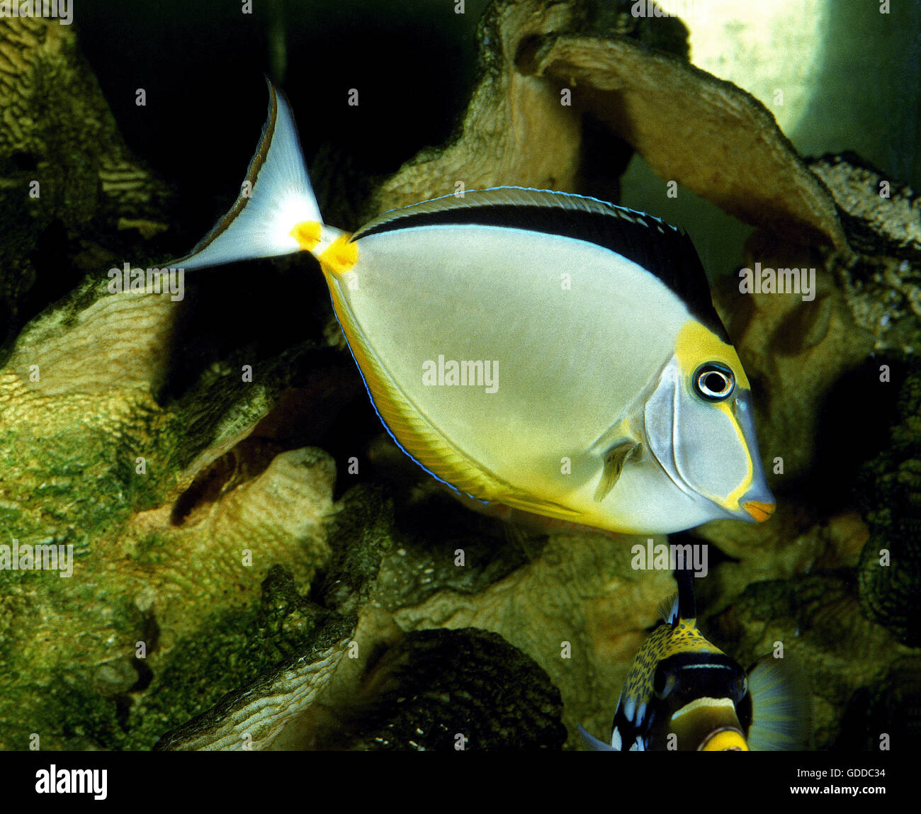 Naso Tang, naso lituratus Stock Photo - Alamy