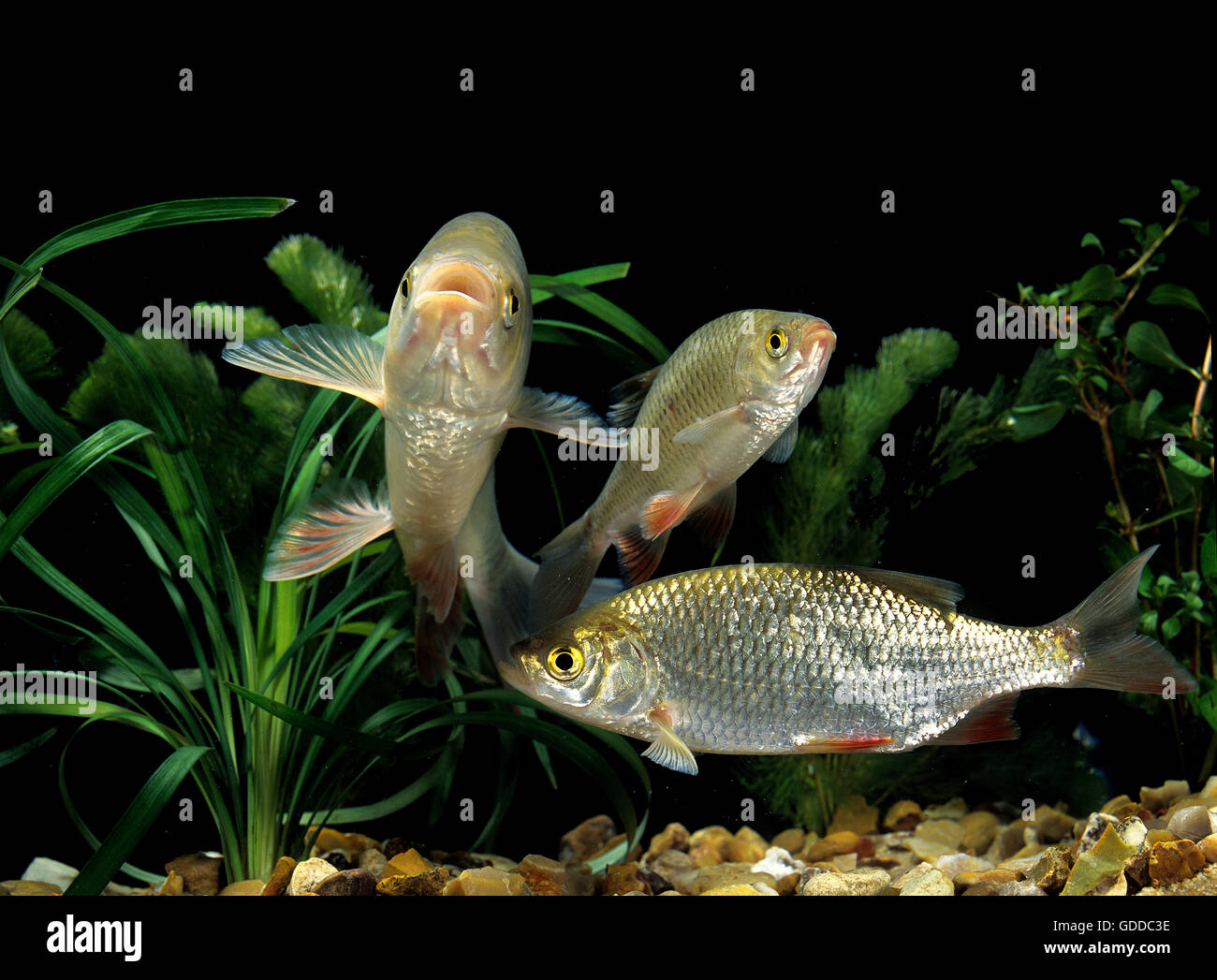 Rudd scardinius erythrophthalmus hi-res stock photography and images ...