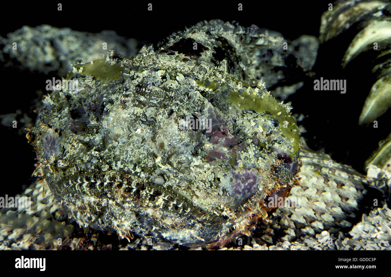 Scorpion Fish, scorpaenopsis cirrhosa Stock Photo - Alamy