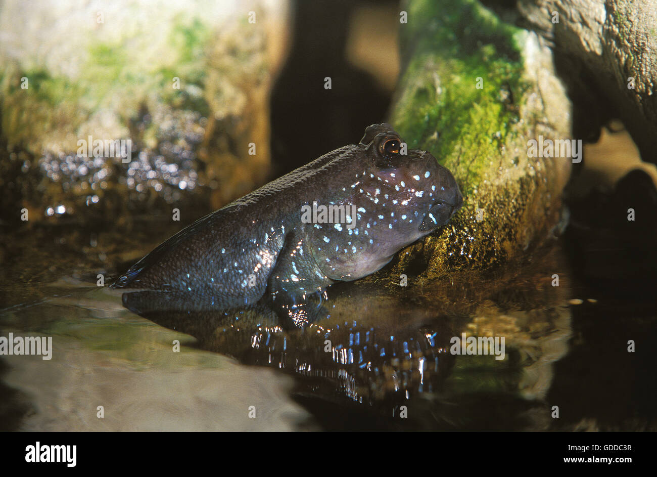Adult mudskipper periophthalmus emerging from water hi-res stock ...