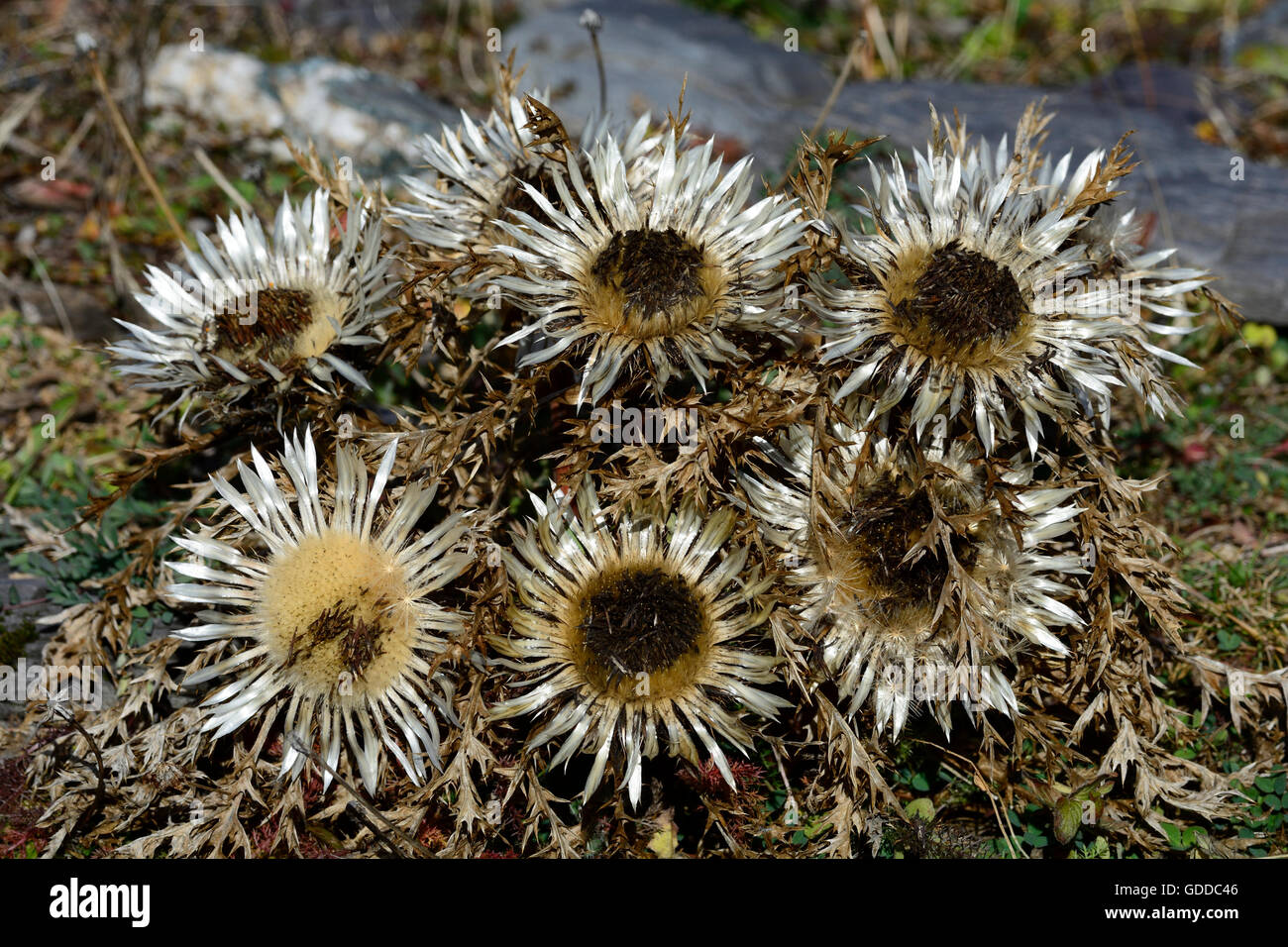Thistle gall hi-res stock photography and images - Alamy