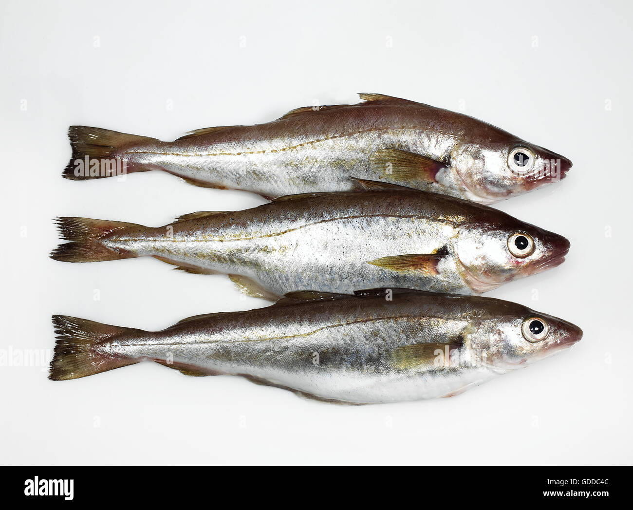 Whiting, merlangius merlangus, Fresh Fishes against White Background ...