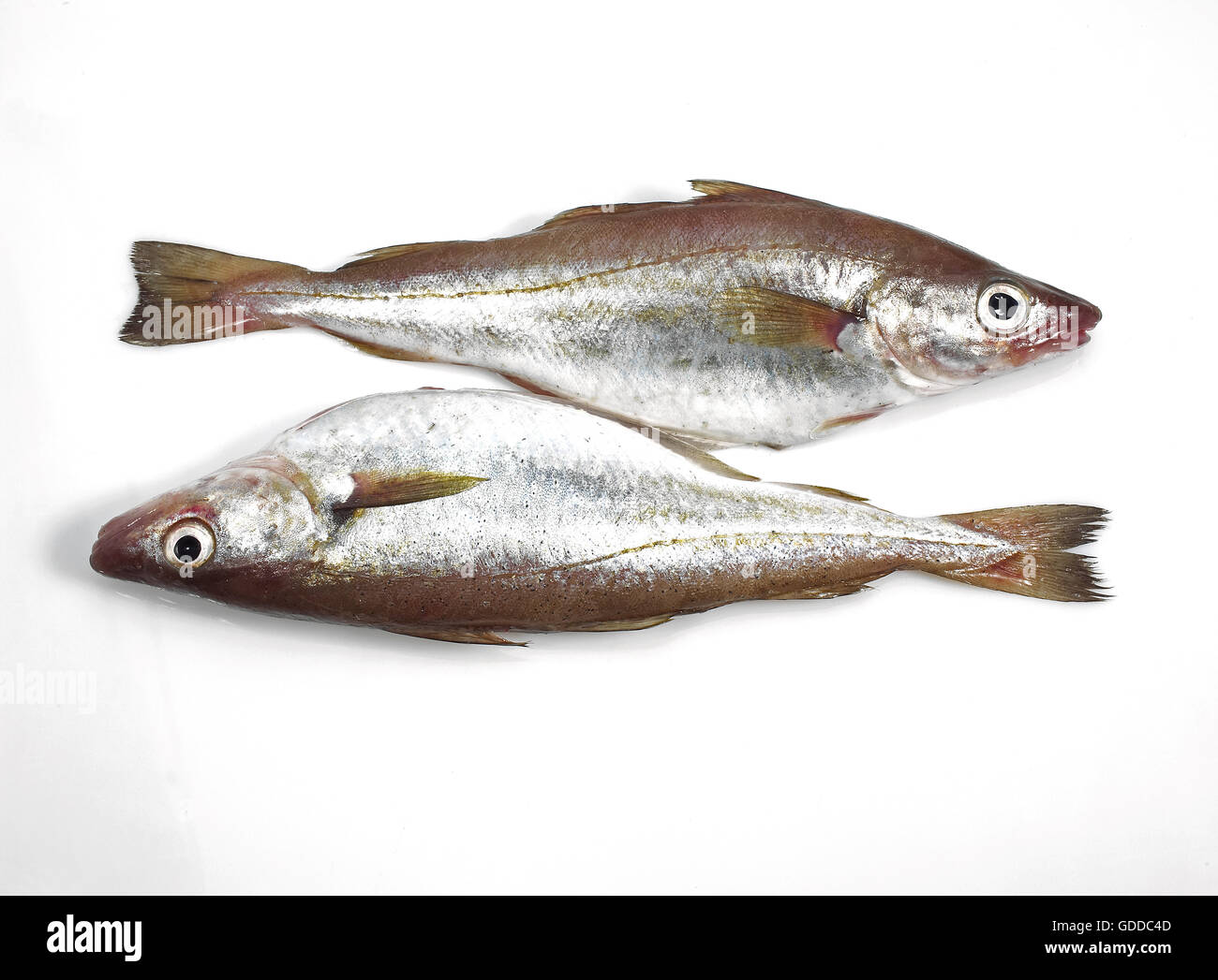 Fresh Whiting, merlangius merlangus, Fishes against White Background ...
