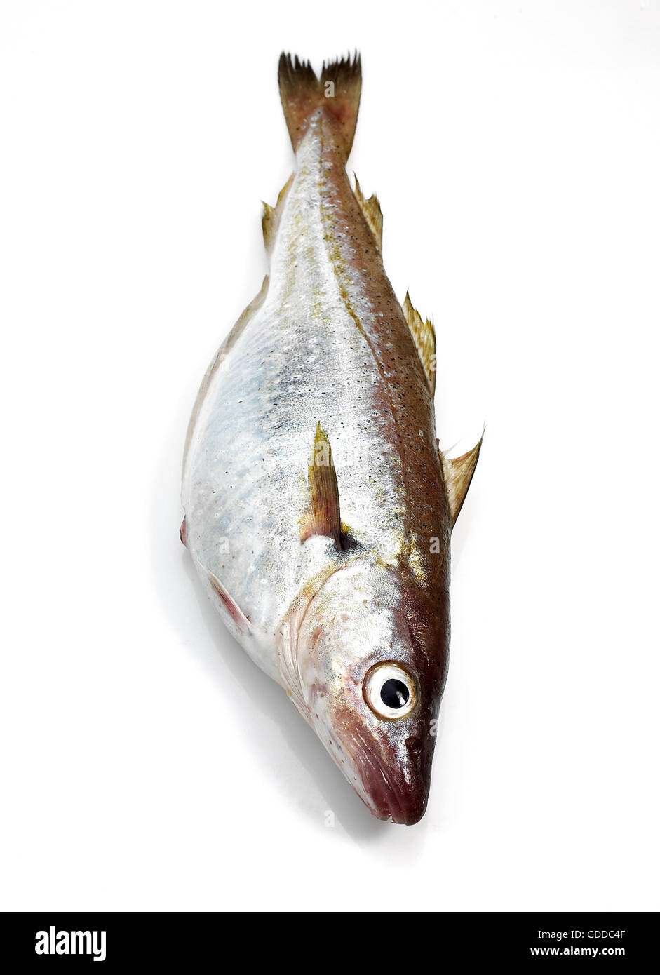 Whiting, merlangius merlangus, Fresh Fish against White Background ...