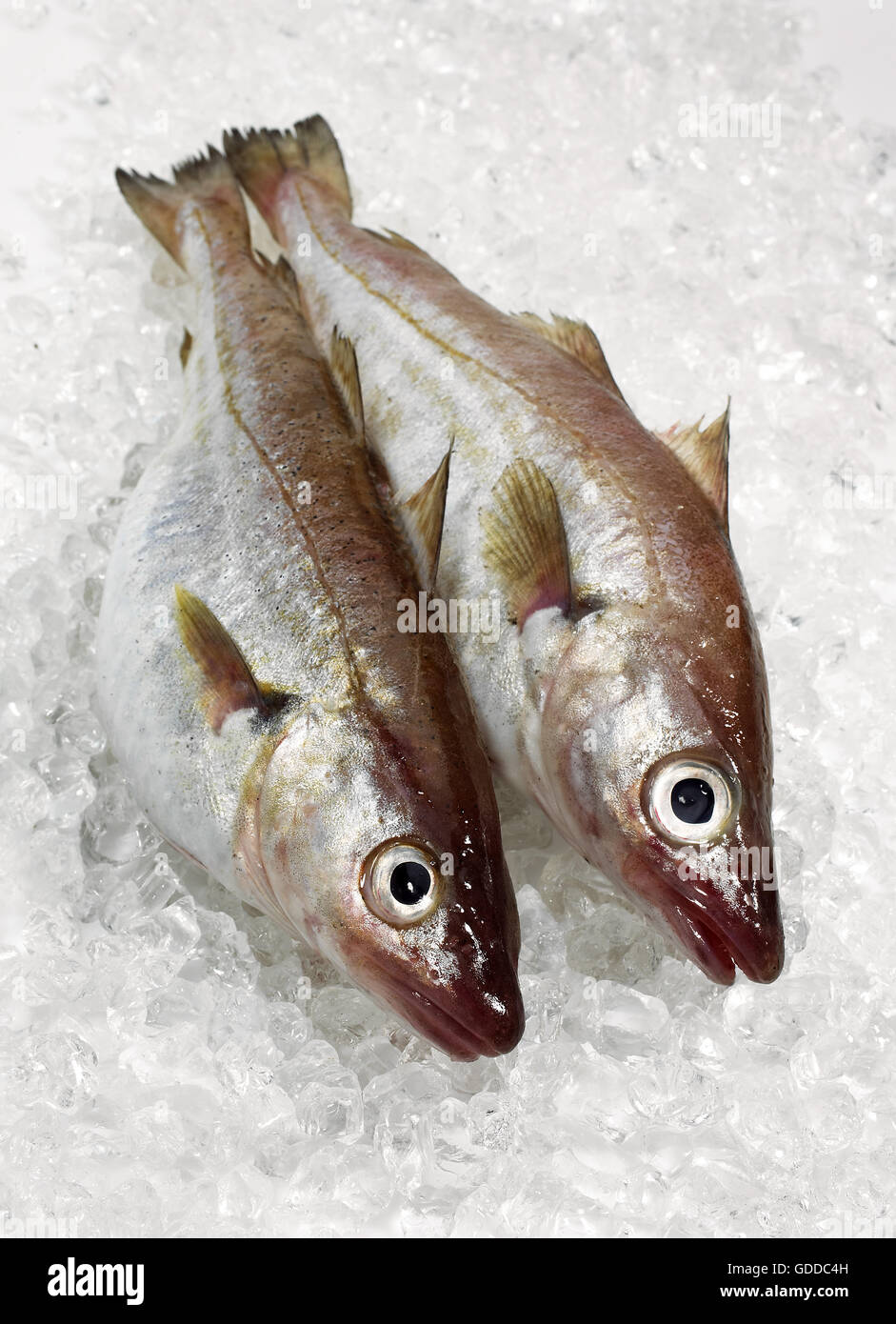 Fresh Whiting, merlangius merlangus, Fishes on Ice Stock Photo - Alamy