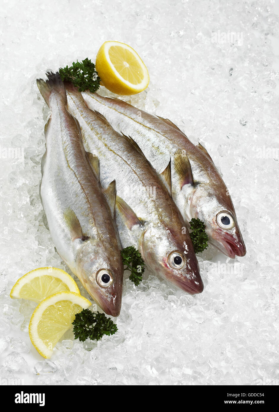 Fresh Whiting, merlangius merlangus, Fishes on Ice with Lemon and ...