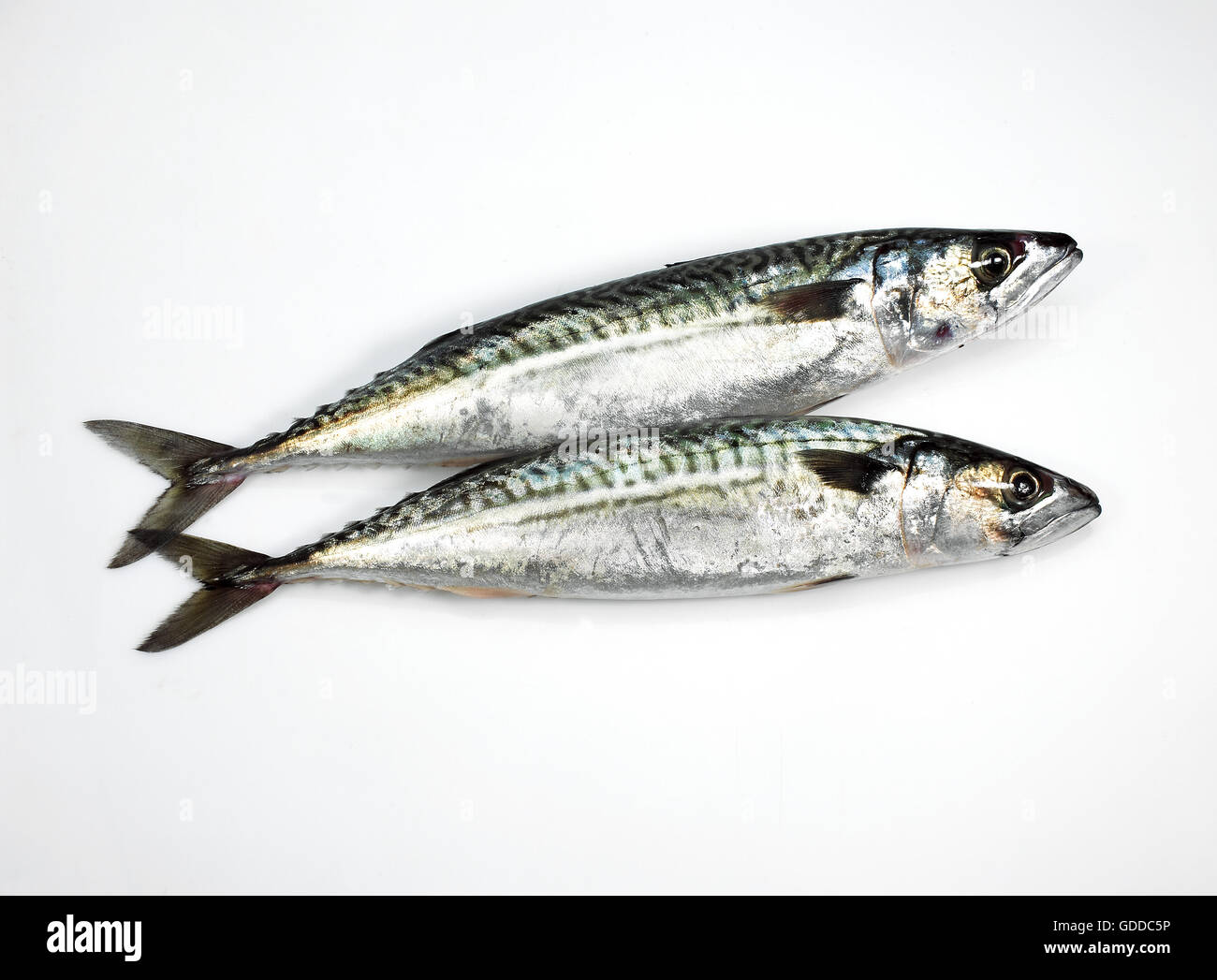 Mackerel, scomber scombrus, Fresh Fish against White Background Stock ...