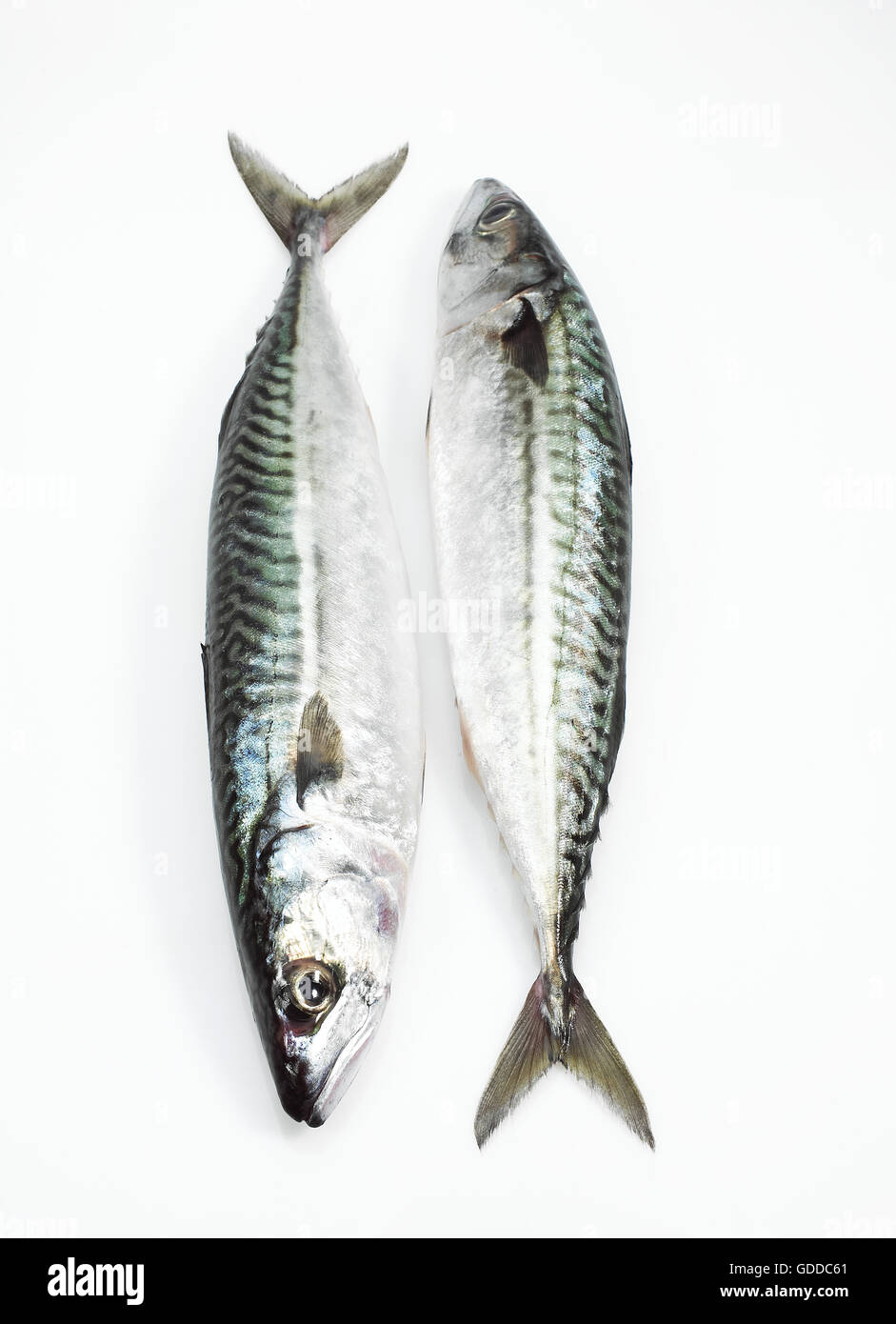 Mackerel, scomber scombrus, Fresh Fish against White Background Stock ...