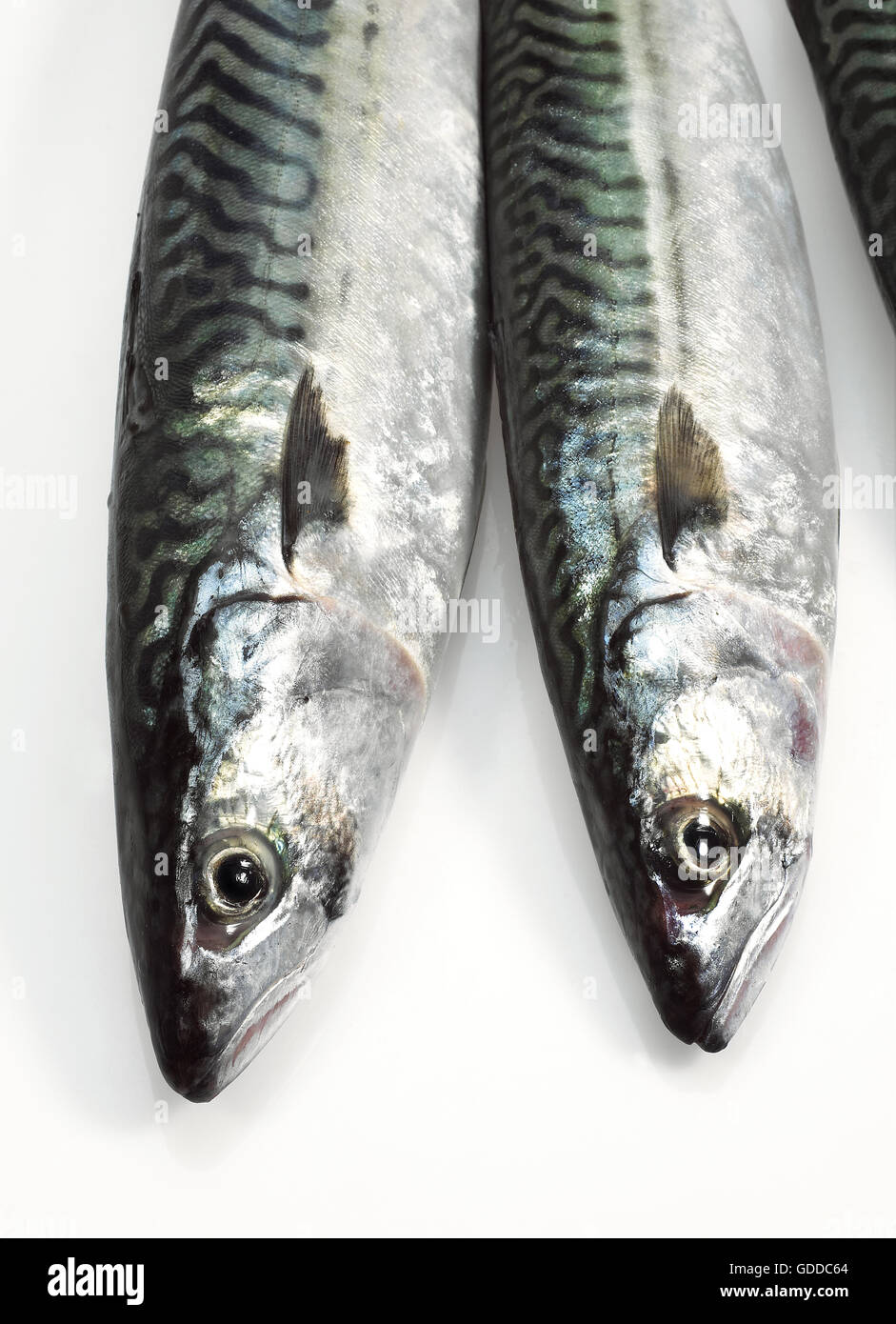 Mackerel, scomber scombrus, Fresh Fishes against White Background Stock ...