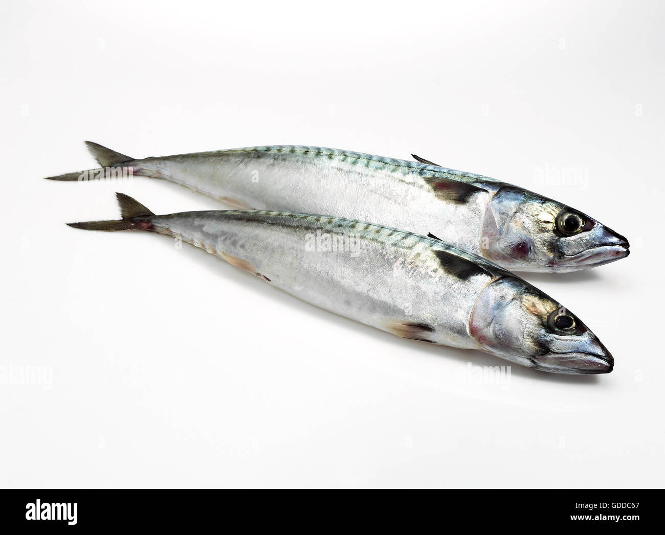Mackerel, scomber scombrus, Fresh Fish against White Background Stock ...