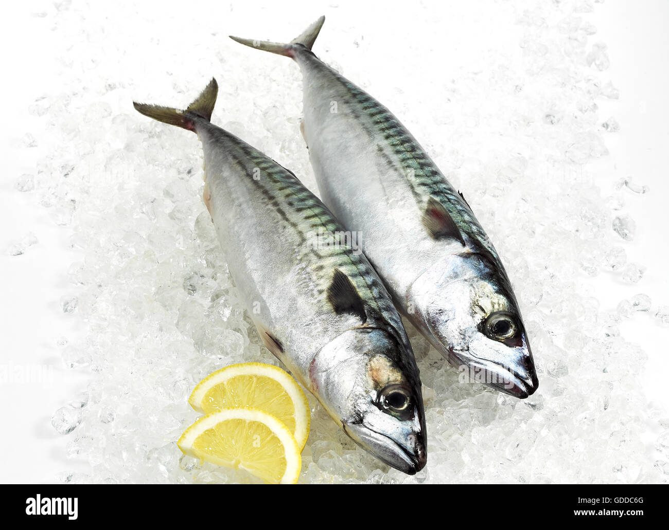 Mackerel, scomber scombrus, Fresh Fish with Lemon on Ice Stock Photo ...