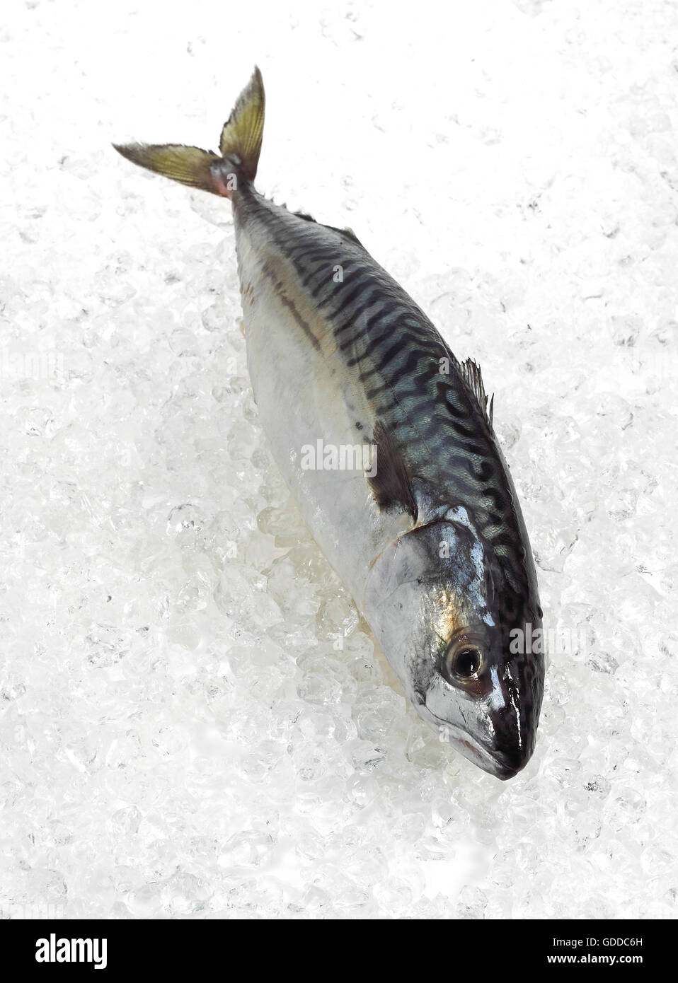 Mackerel, scomber scombrus, Fresh Fish on Ice Stock Photo - Alamy