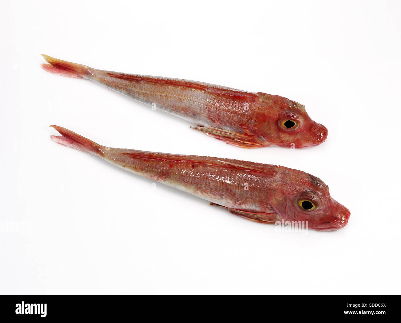Two gurnards hi-res stock photography and images - Alamy
