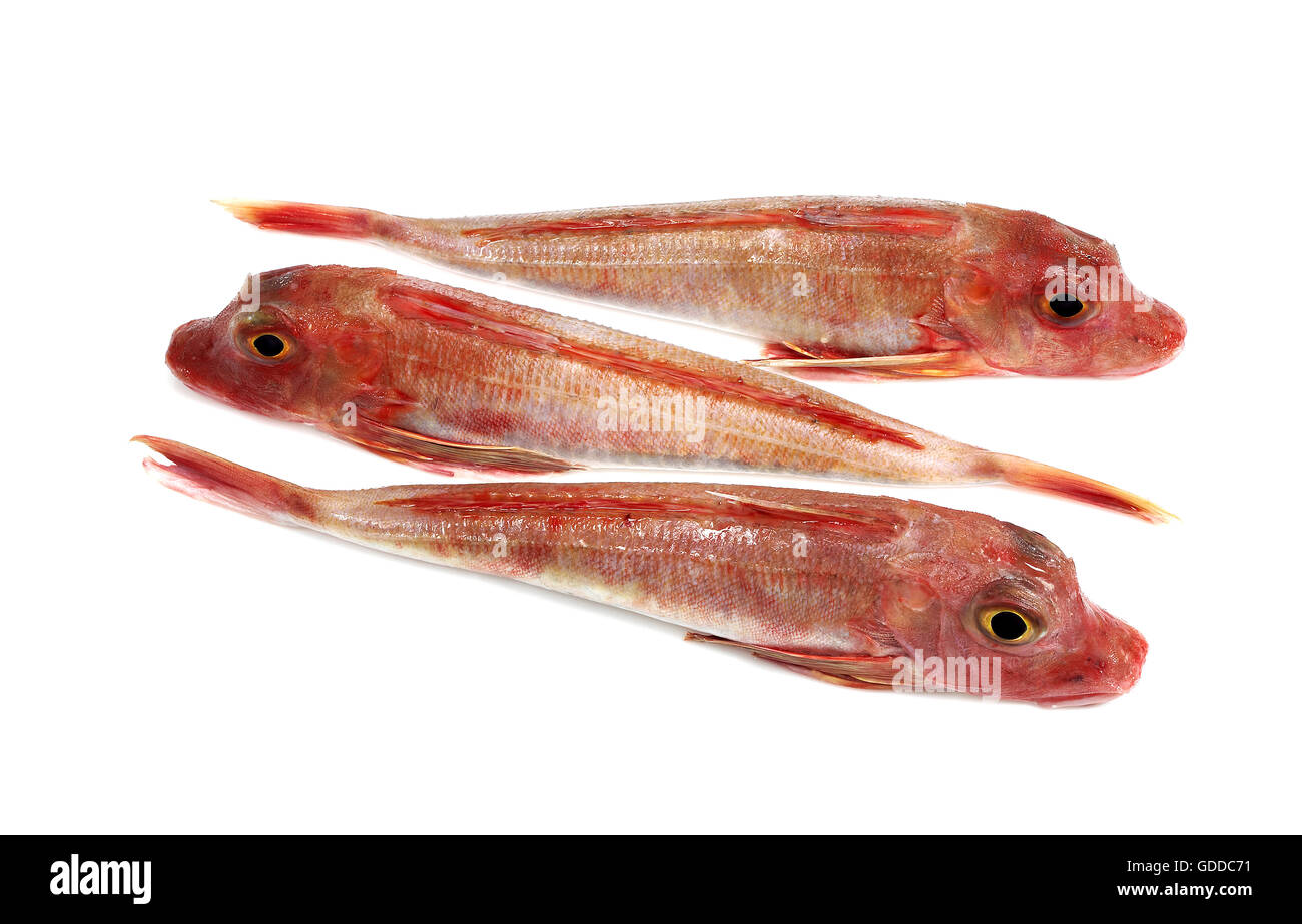 Red Gurnard, trigla cuculus, Fresh Fishes against White Background ...