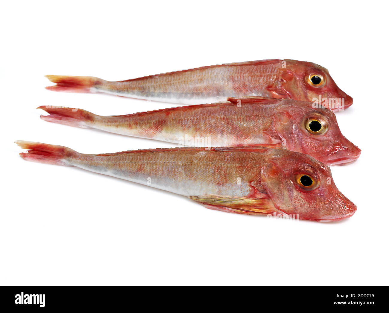 Red Gurnard, trigla cuculus, Fresh Fish against White Background Stock ...