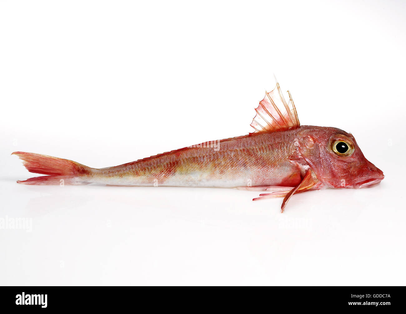 Red Gurnard, trigla cuculus, Fresh Fish against White Background Stock ...